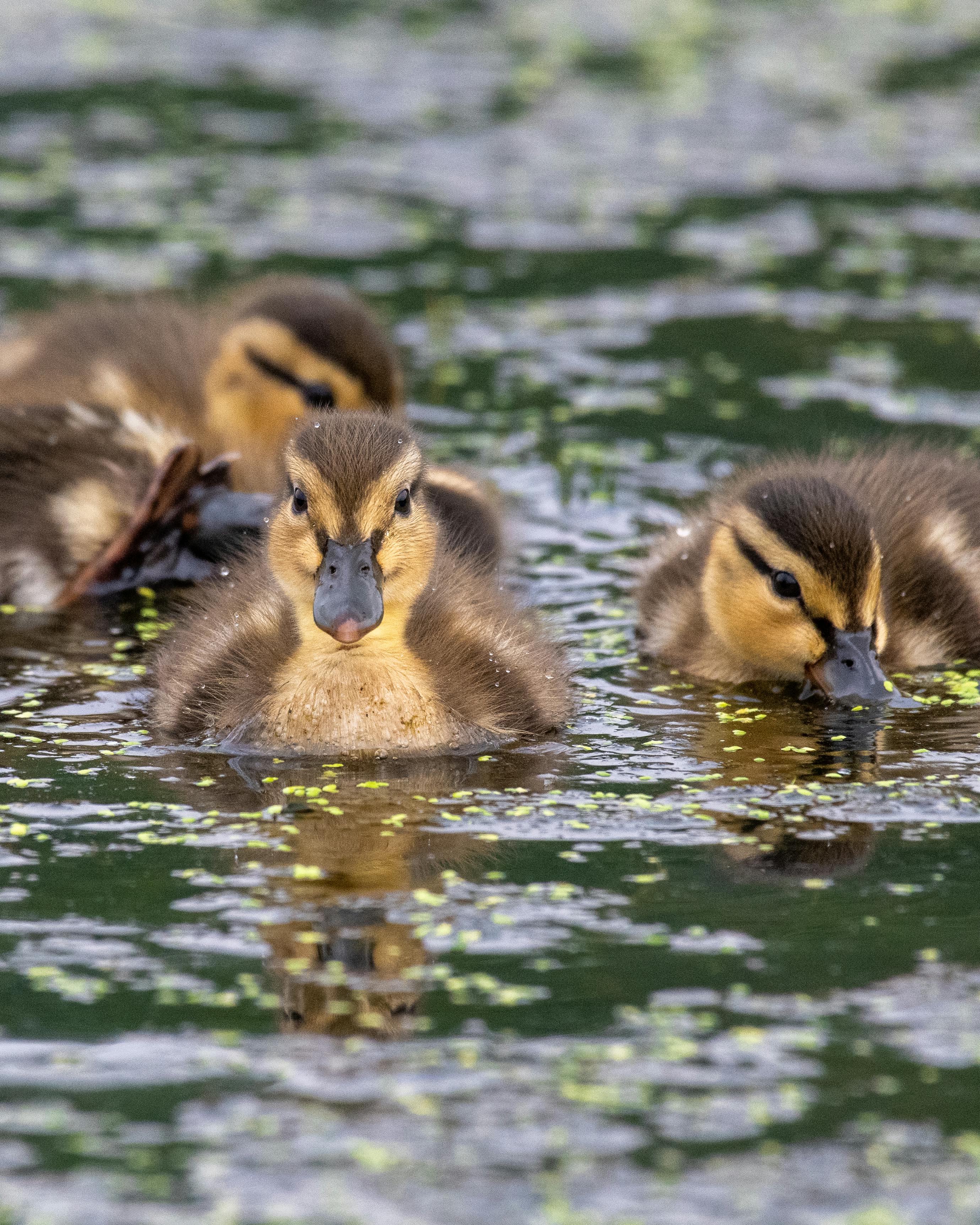 Ducklings Swimming in the Pond · Free Stock Photo
