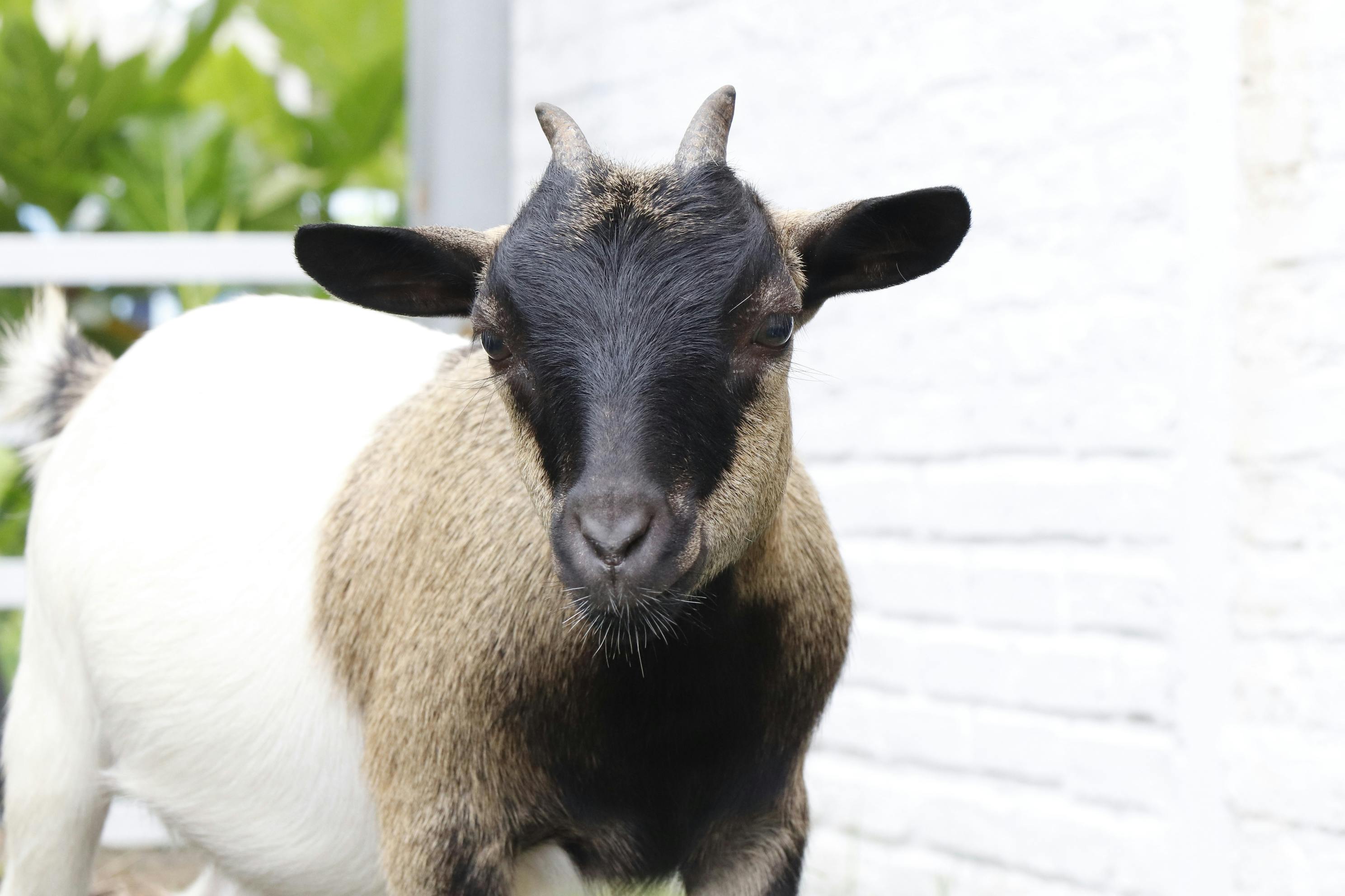 Foto de stock gratuita sobre adorable, cabra, fotografía de animales ...