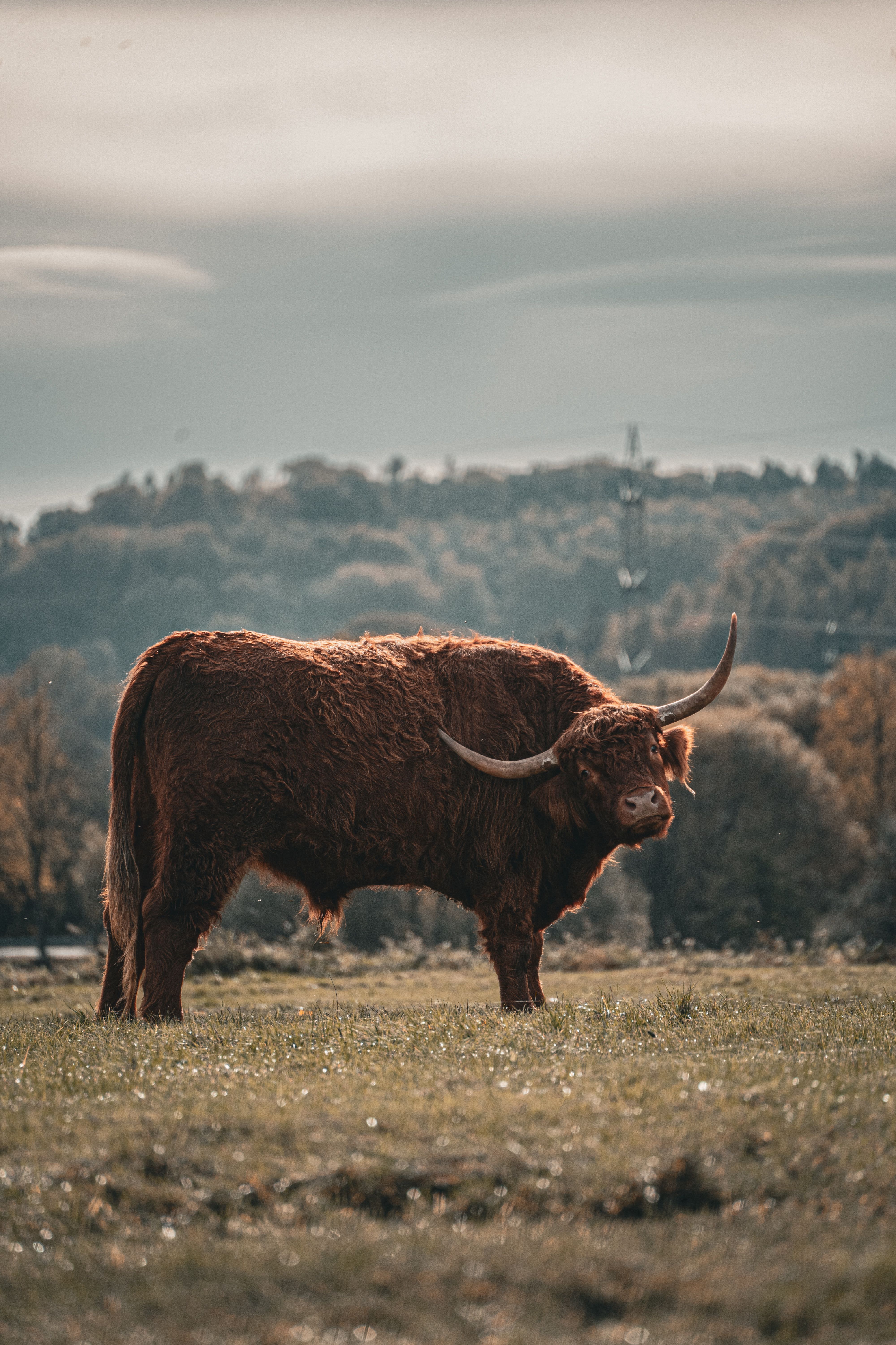 Ox Photos, Download The BEST Free Ox Stock Photos & HD Images