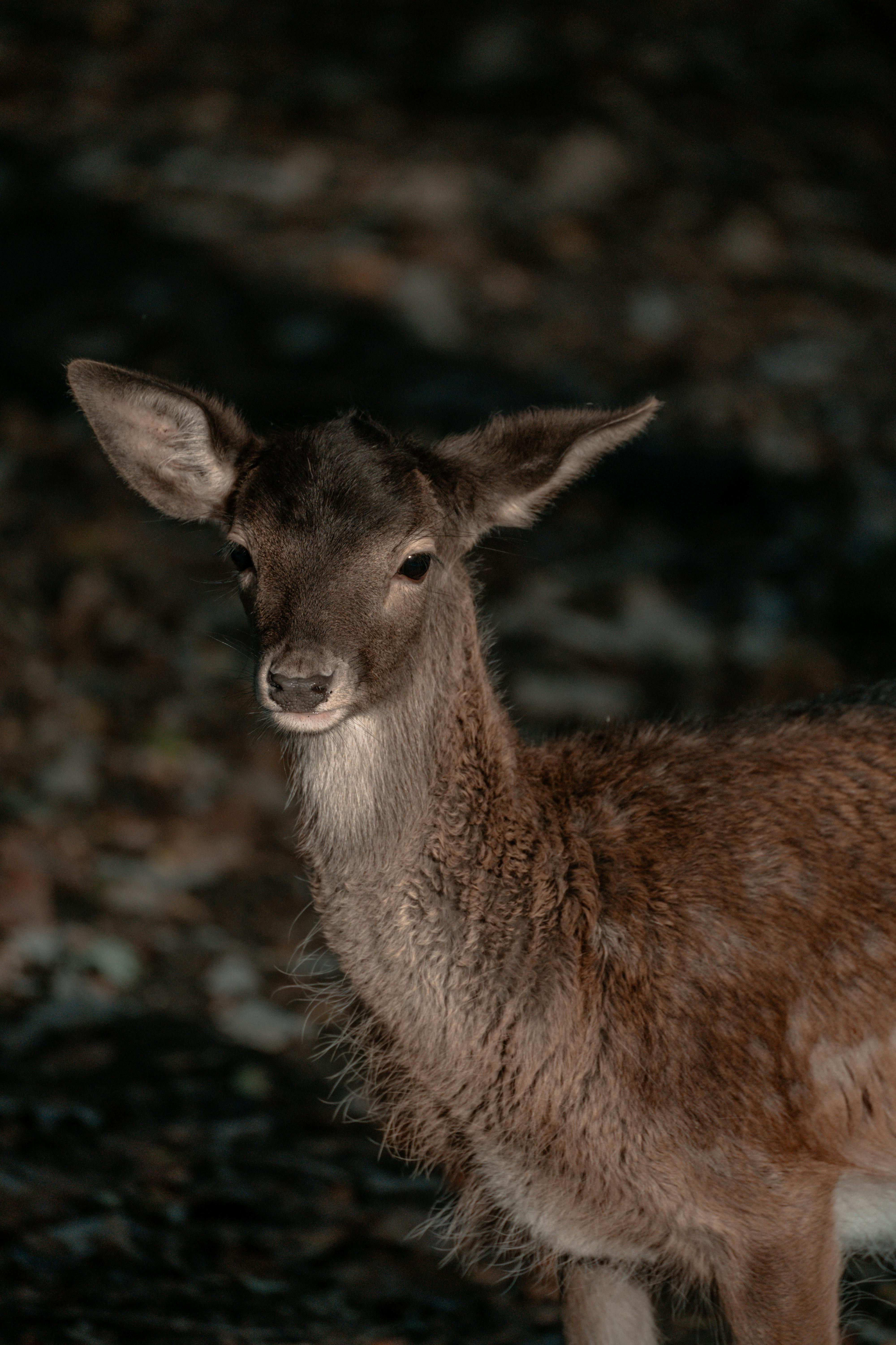 Brown and Gray Deer · Free Stock Photo