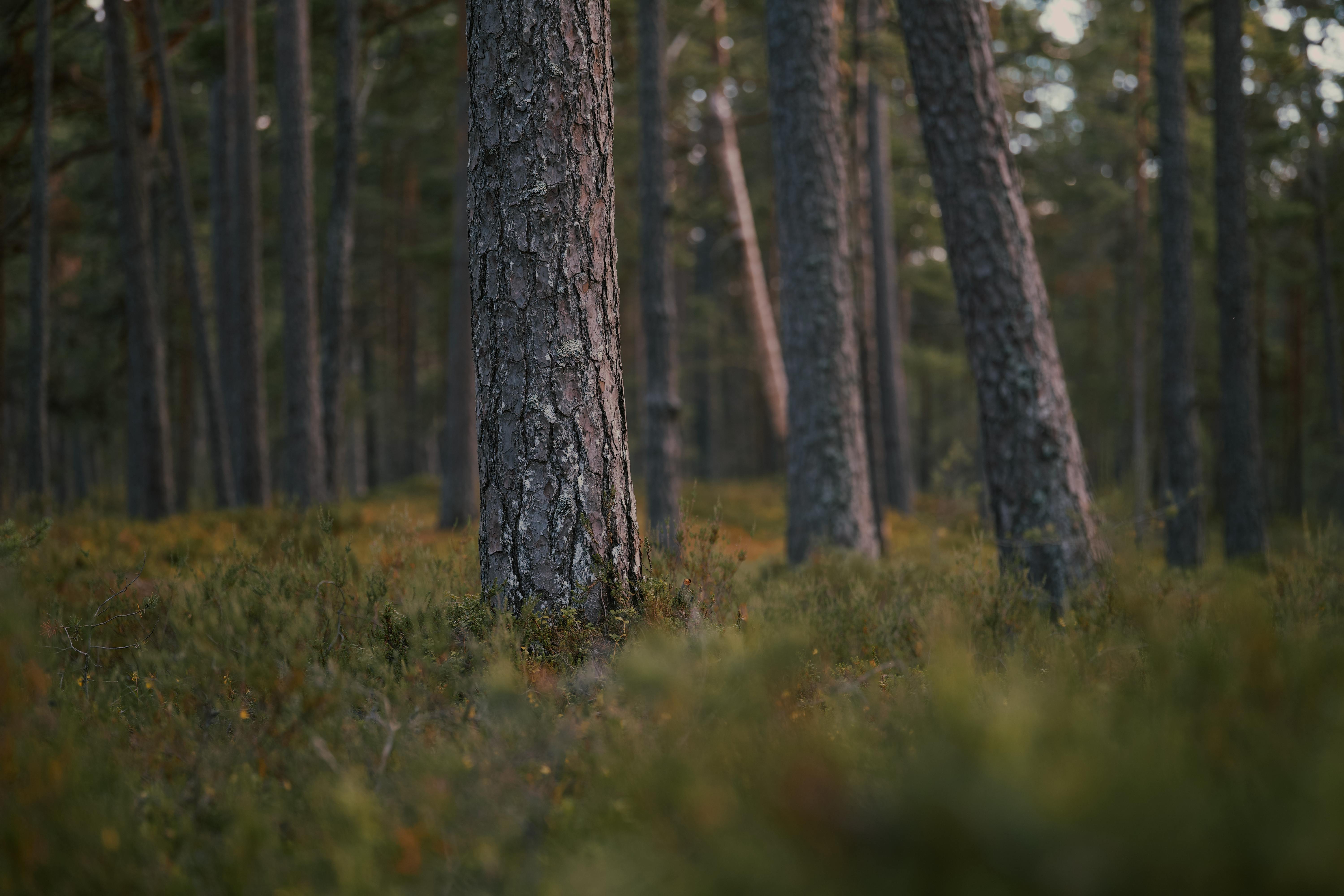 Rewilding Photos, Download The BEST Free Rewilding Stock Photos & HD Images