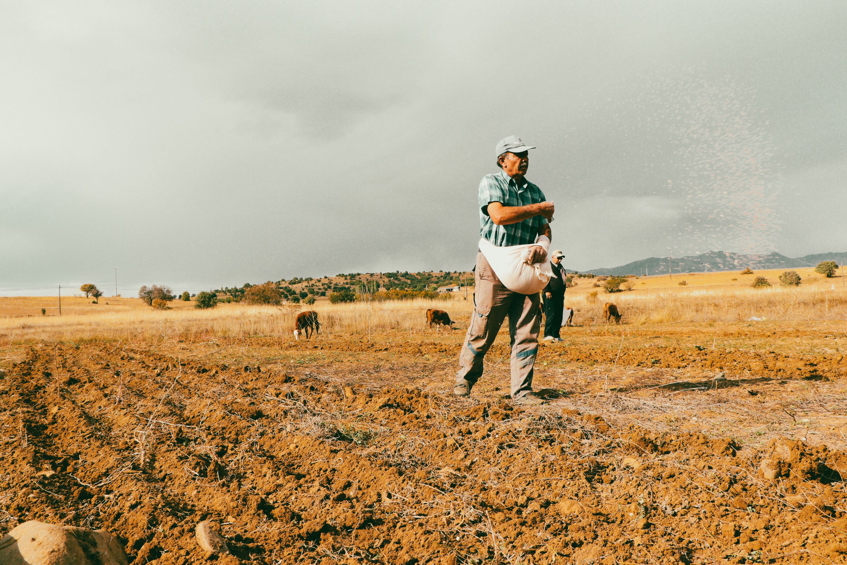 Farmer Sowing a Field Next to Grazing Calves · Free Stock Photo