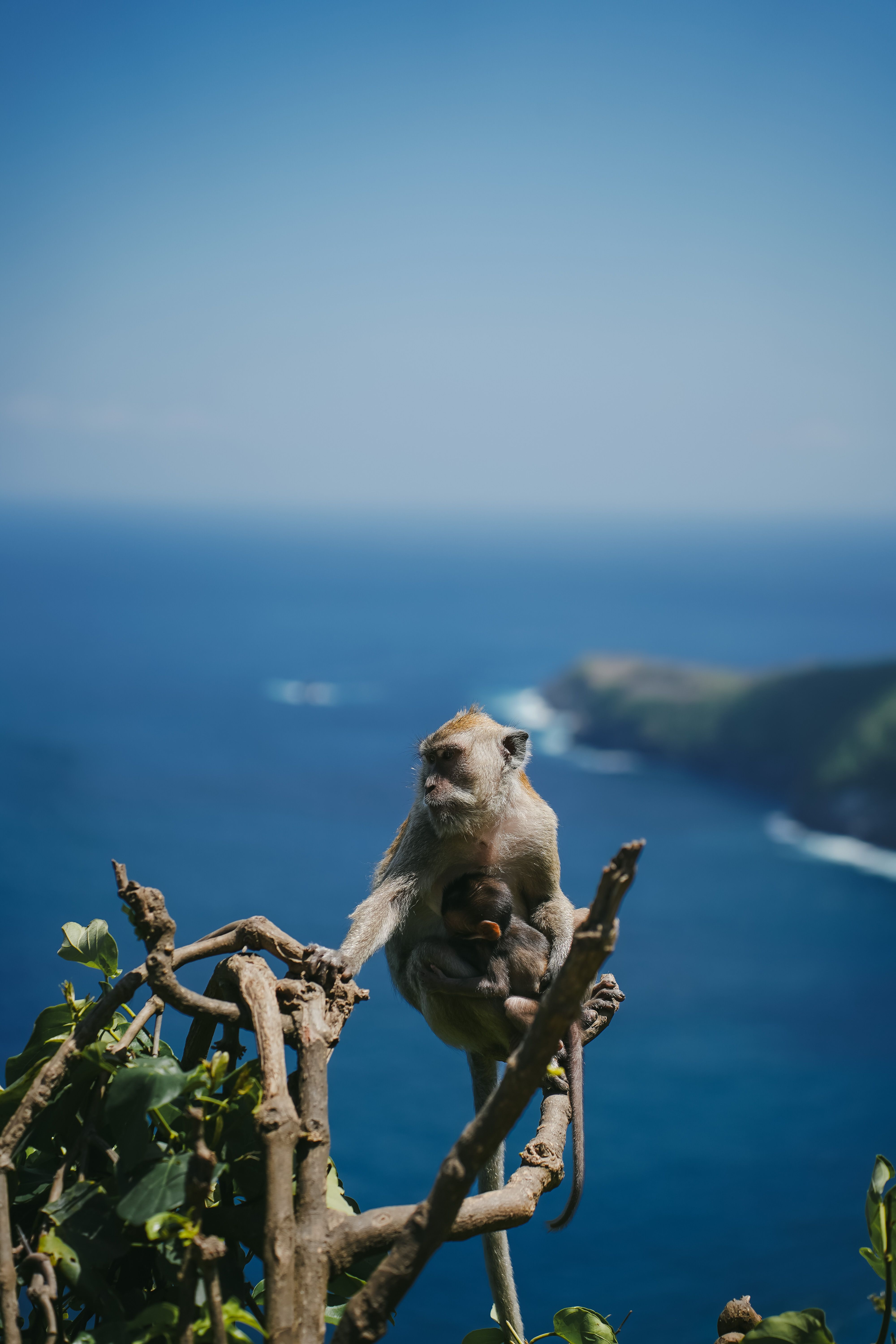 Macaque with a Baby Monkey on Top of a Tree · Free Stock Photo