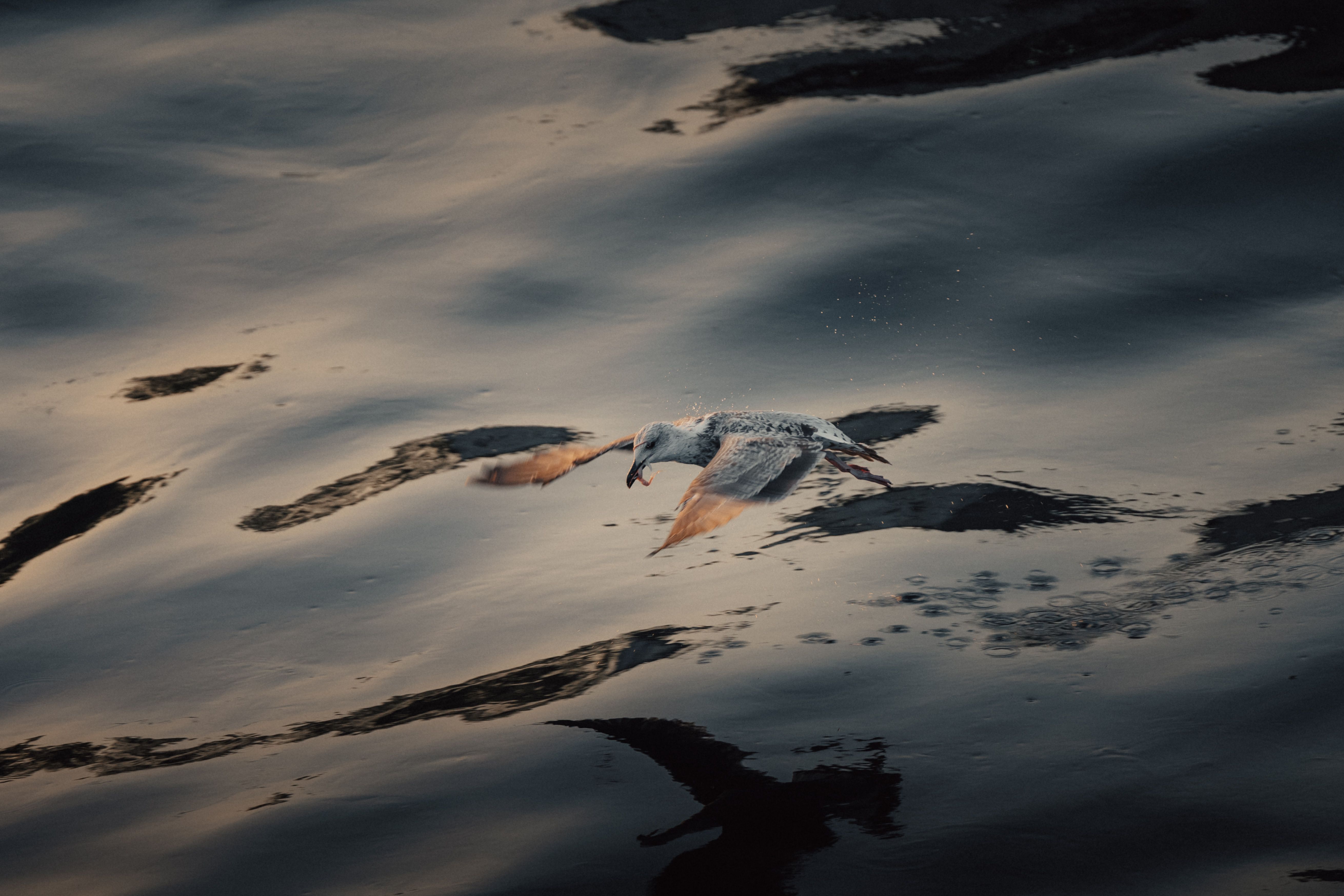 A Gull Flying Above Water · Free Stock Photo