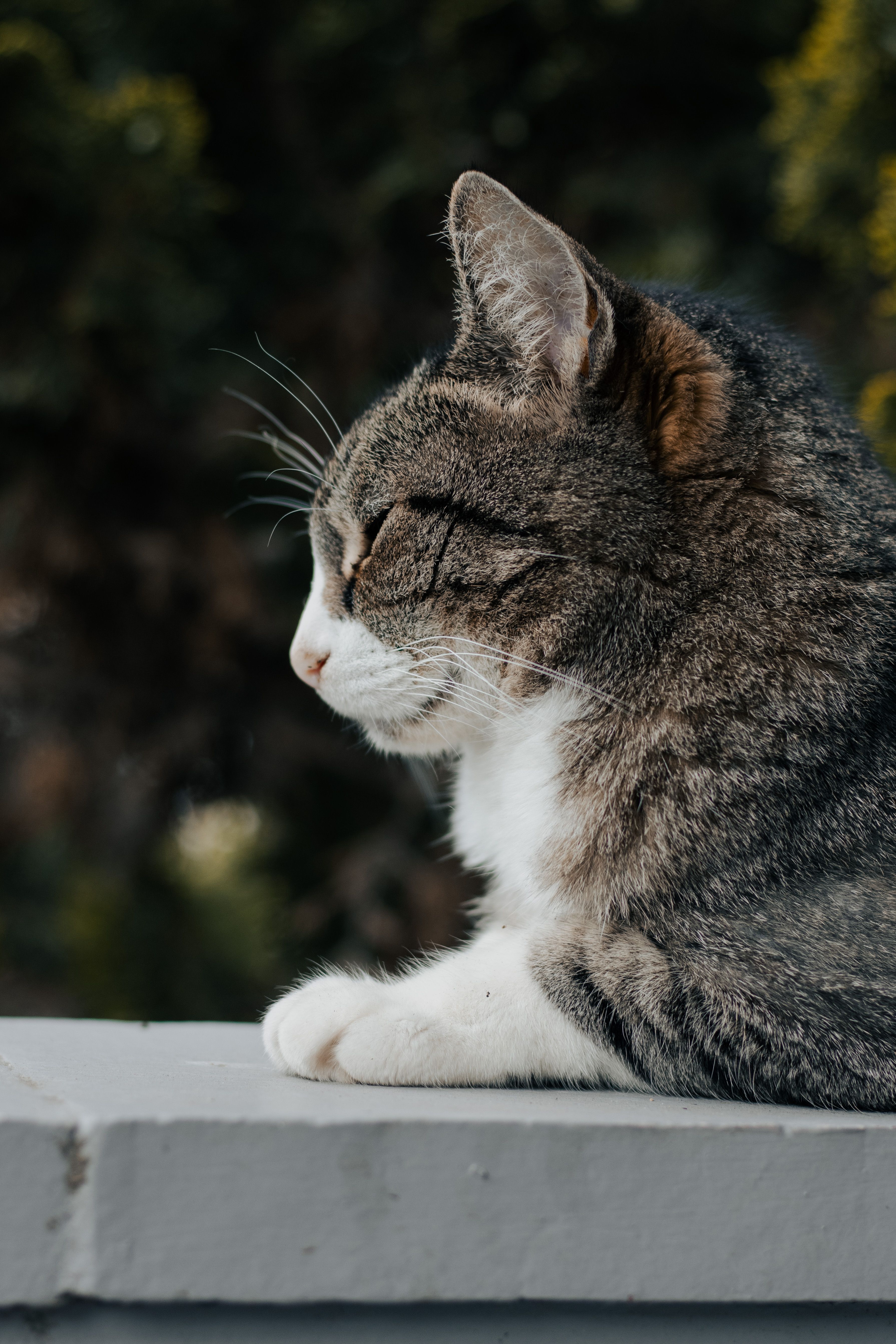 Close-up of a Cat Sitting with Eyes Closed · Free Stock Photo