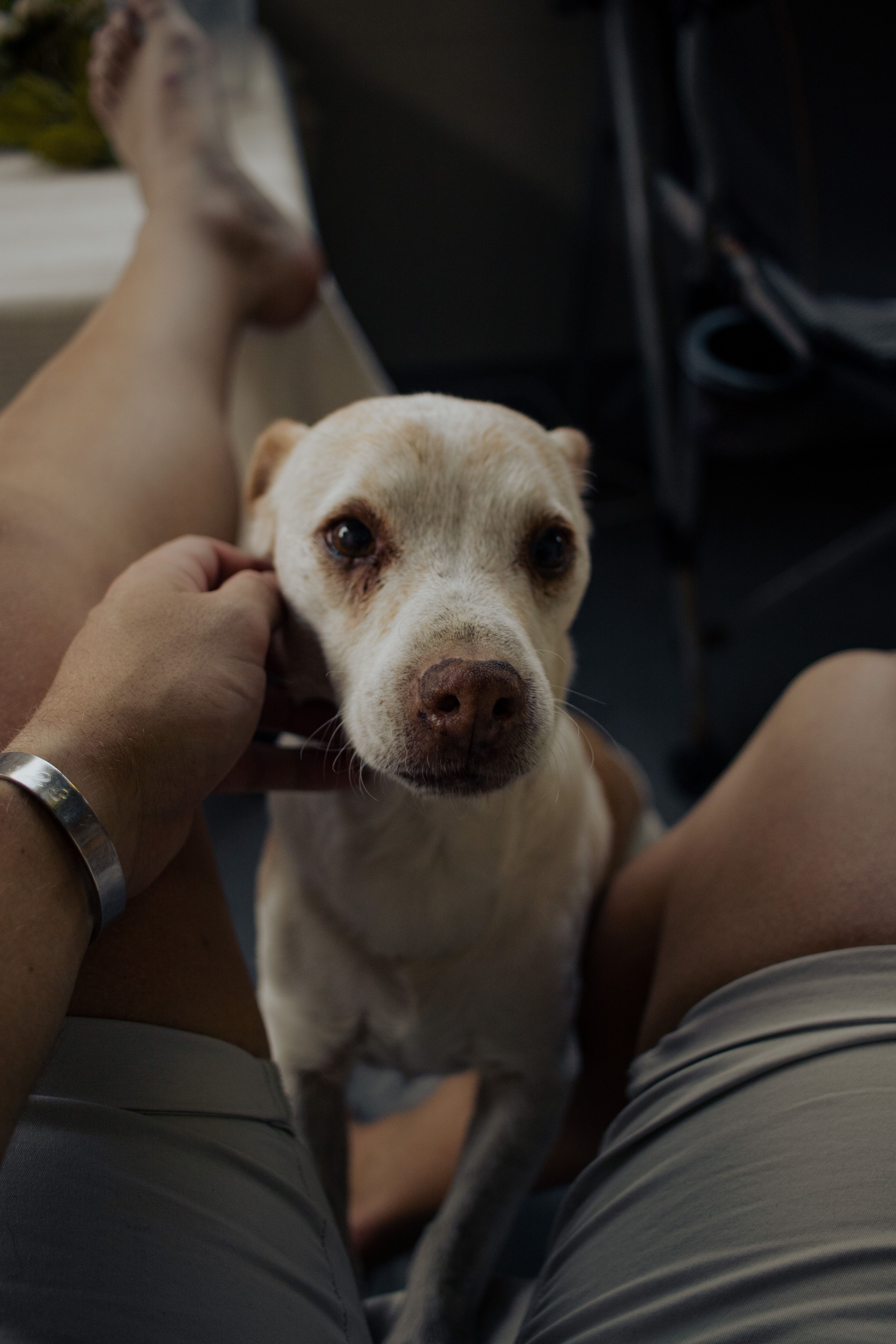Pet Men Compete Photos, Download The BEST Free Pet Men Compete Stock ...