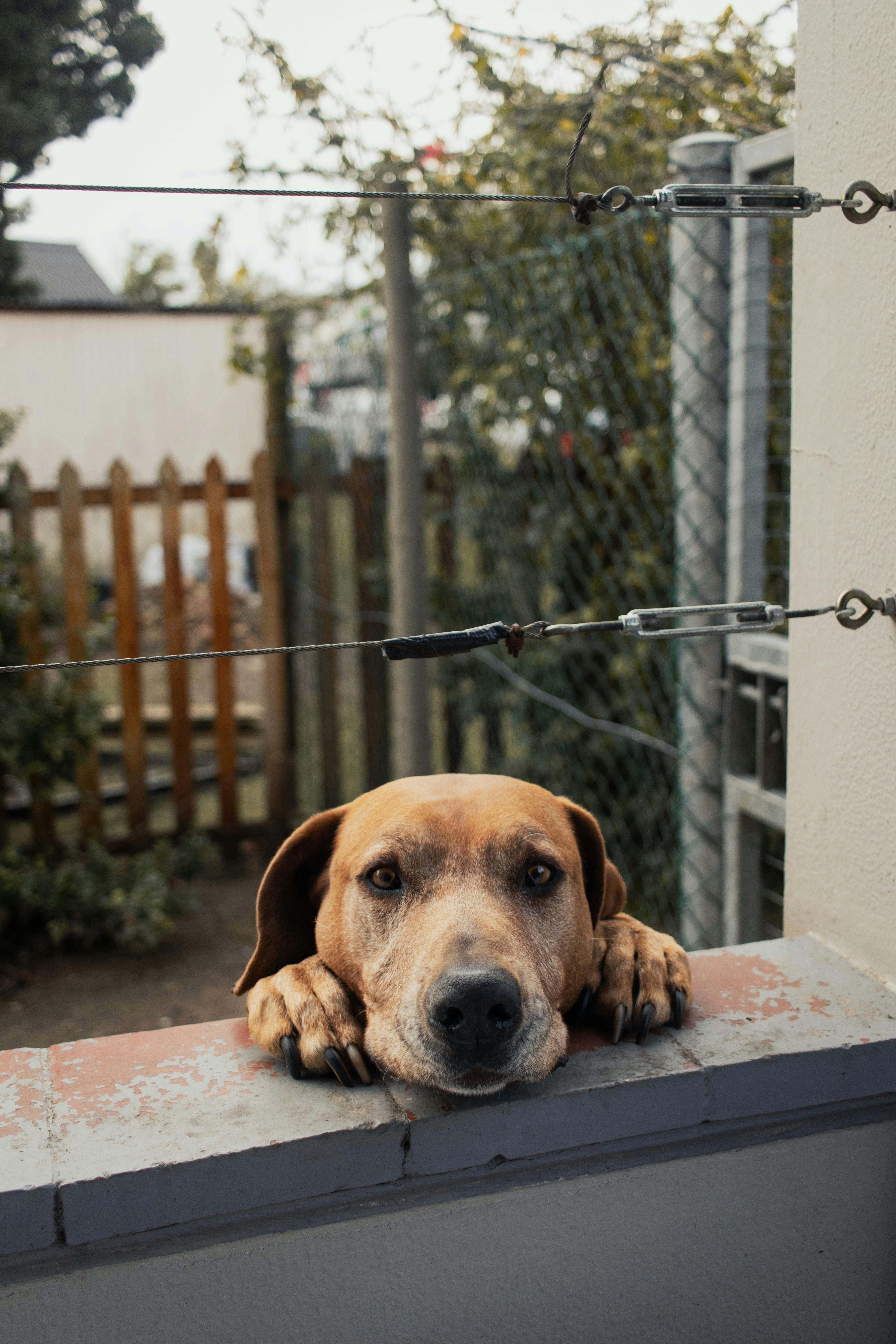 Cute Pleading Dog · Free Stock Photo