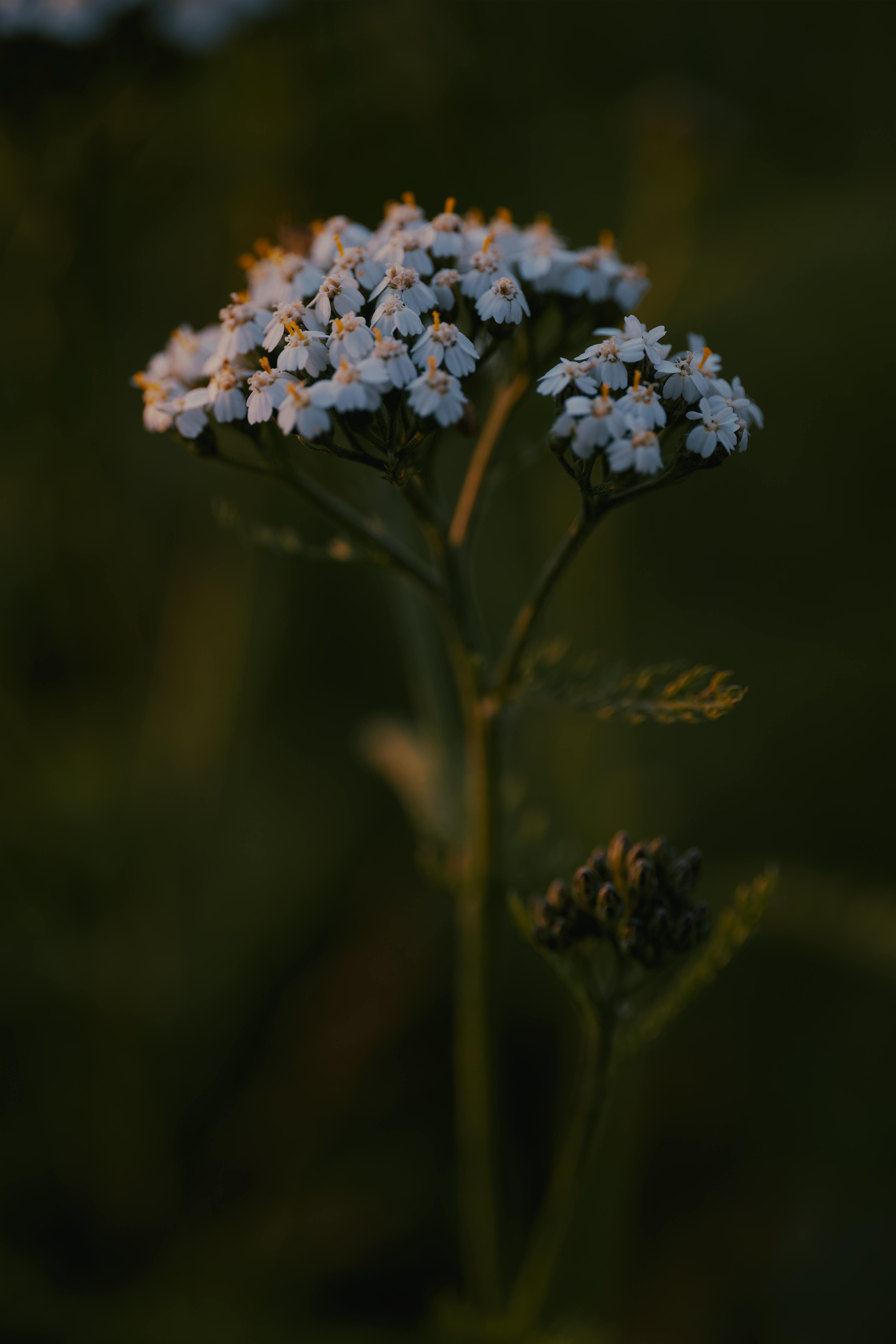 Fleur Photos, Download The BEST Free Fleur Stock Photos & HD Images