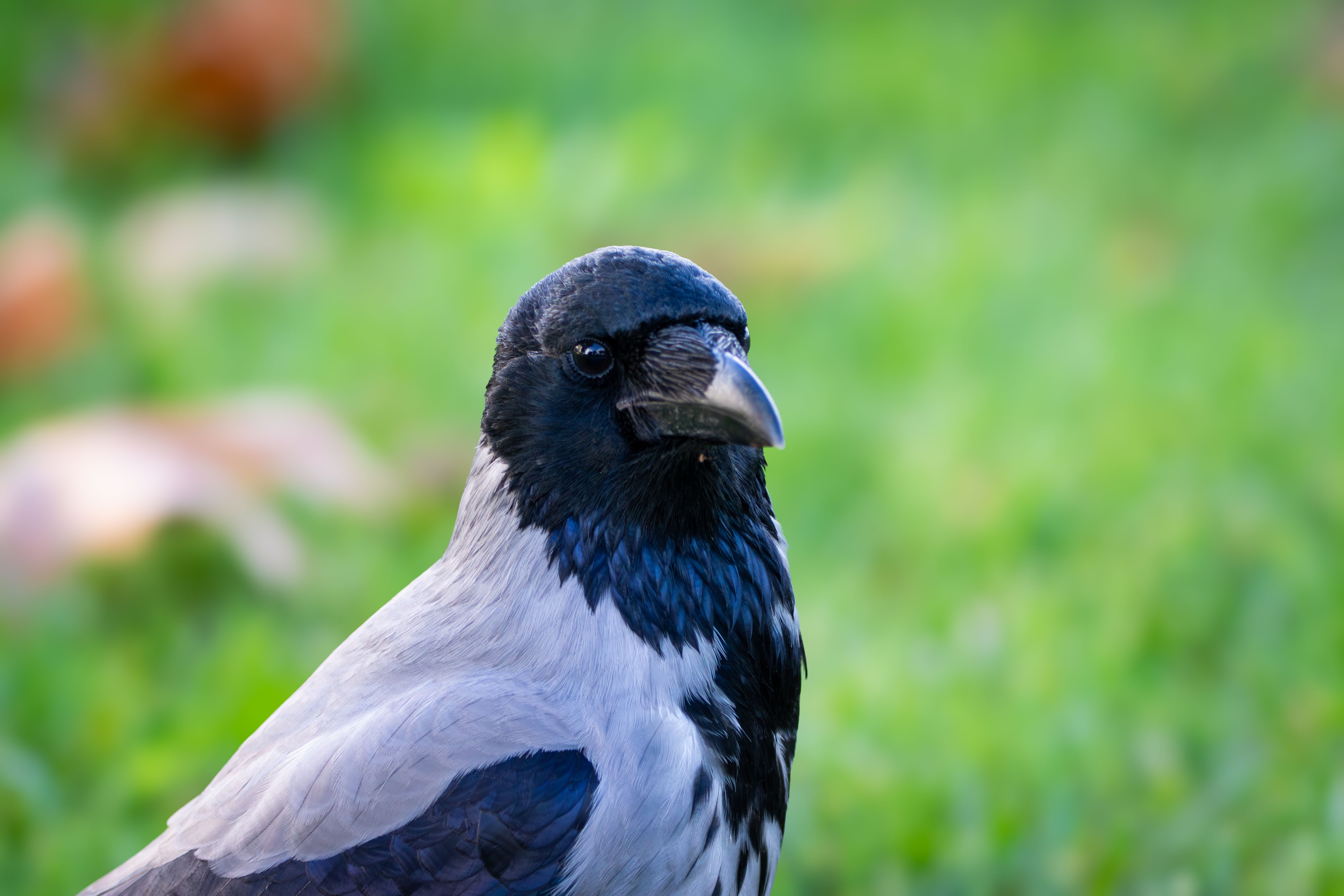 Close up of a Hooded Crow · Free Stock Photo