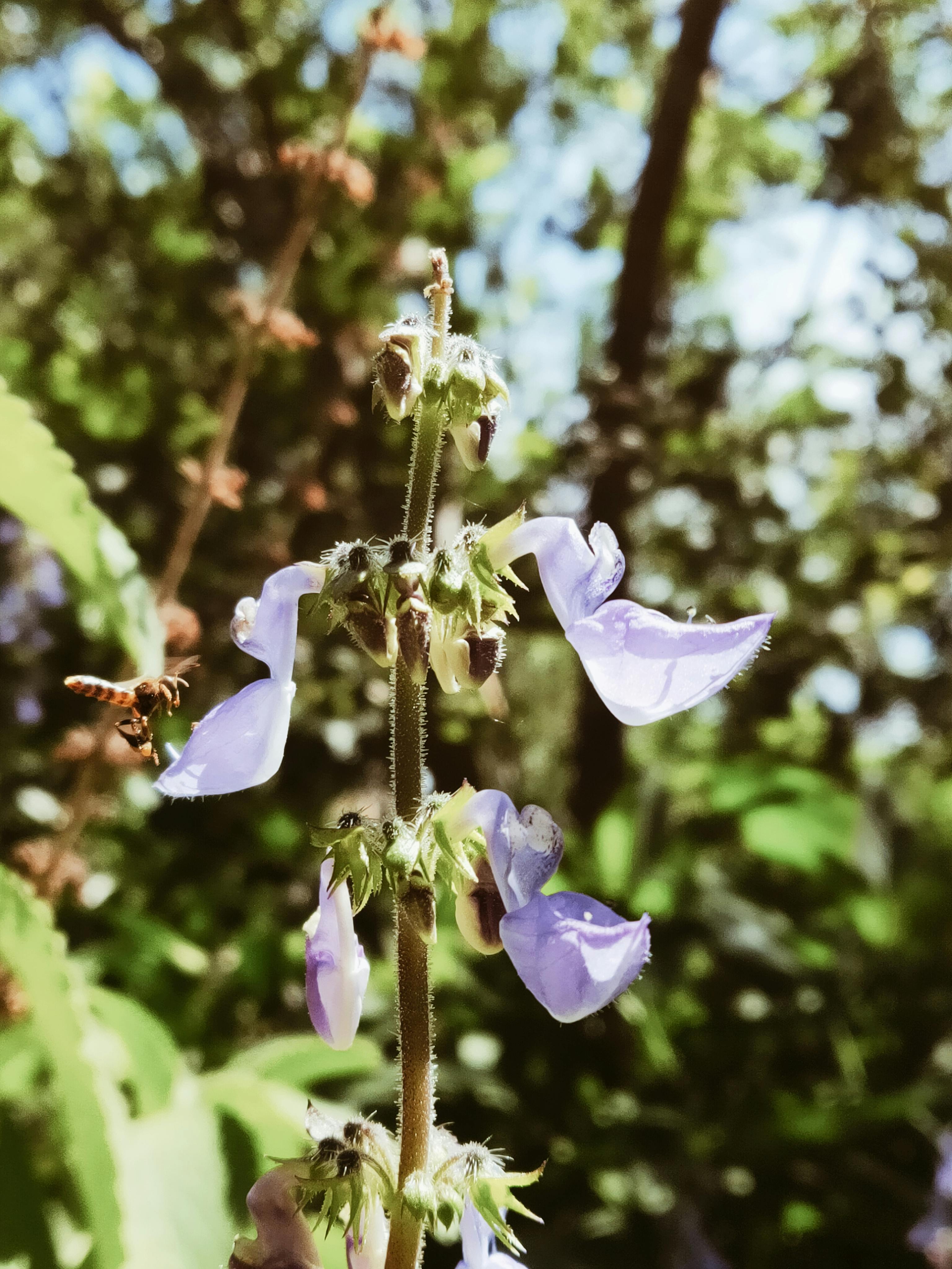 Daniel Bertoli - 사진