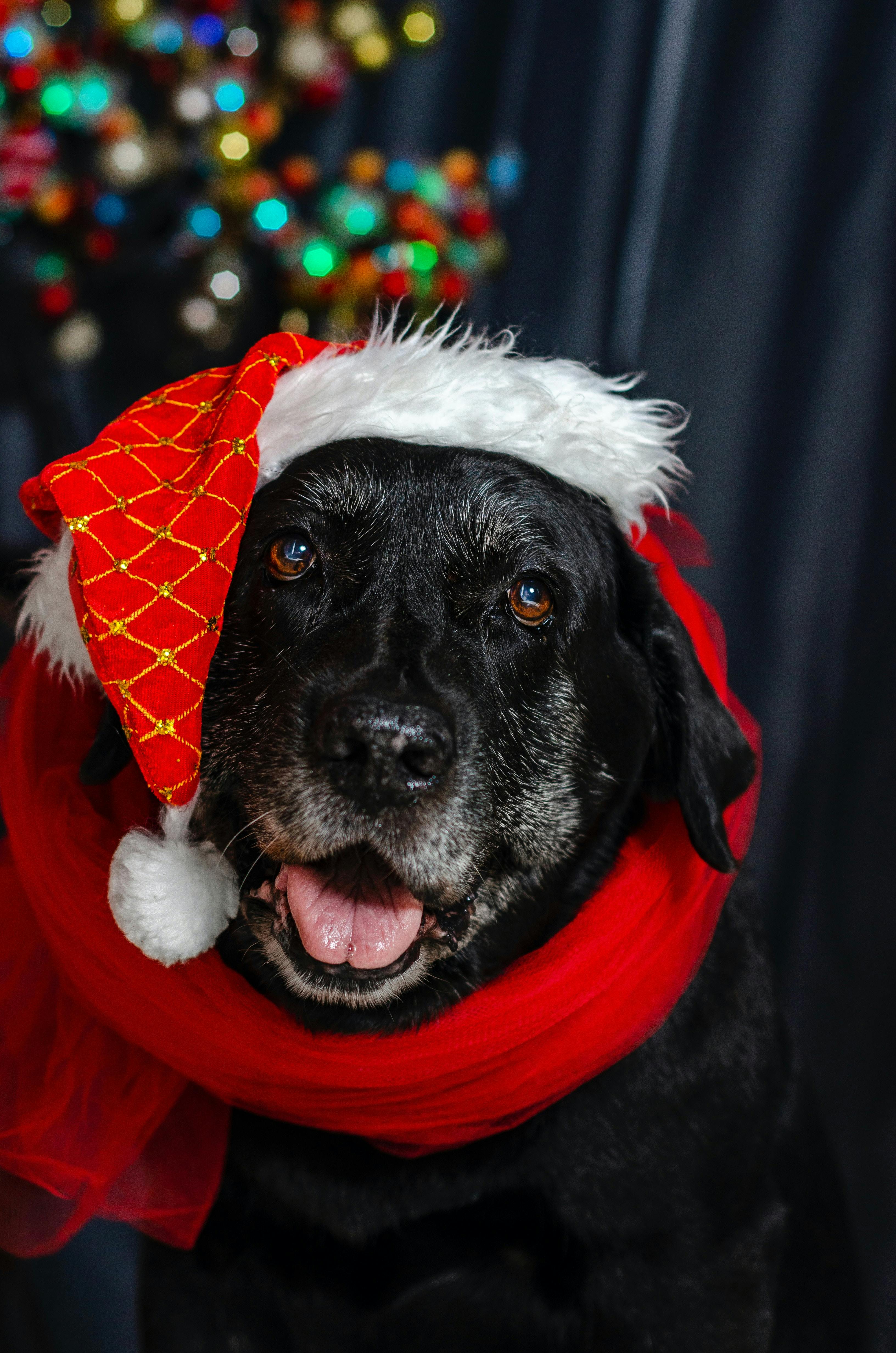 Cute Dog in Santa Hat · Free Stock Photo