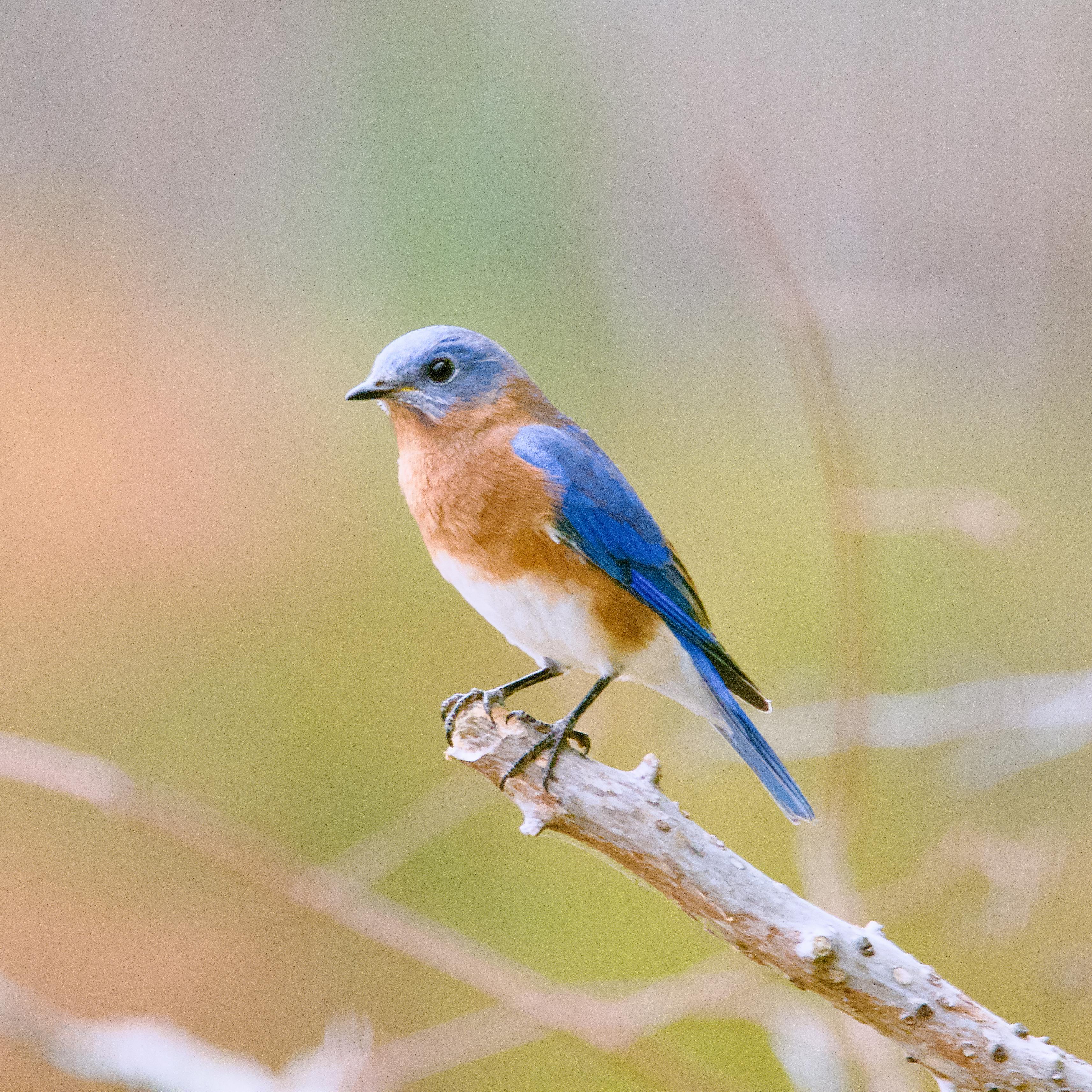 Eastern Bluebird 25 Photos & Videos Collected by A. G. Rosales