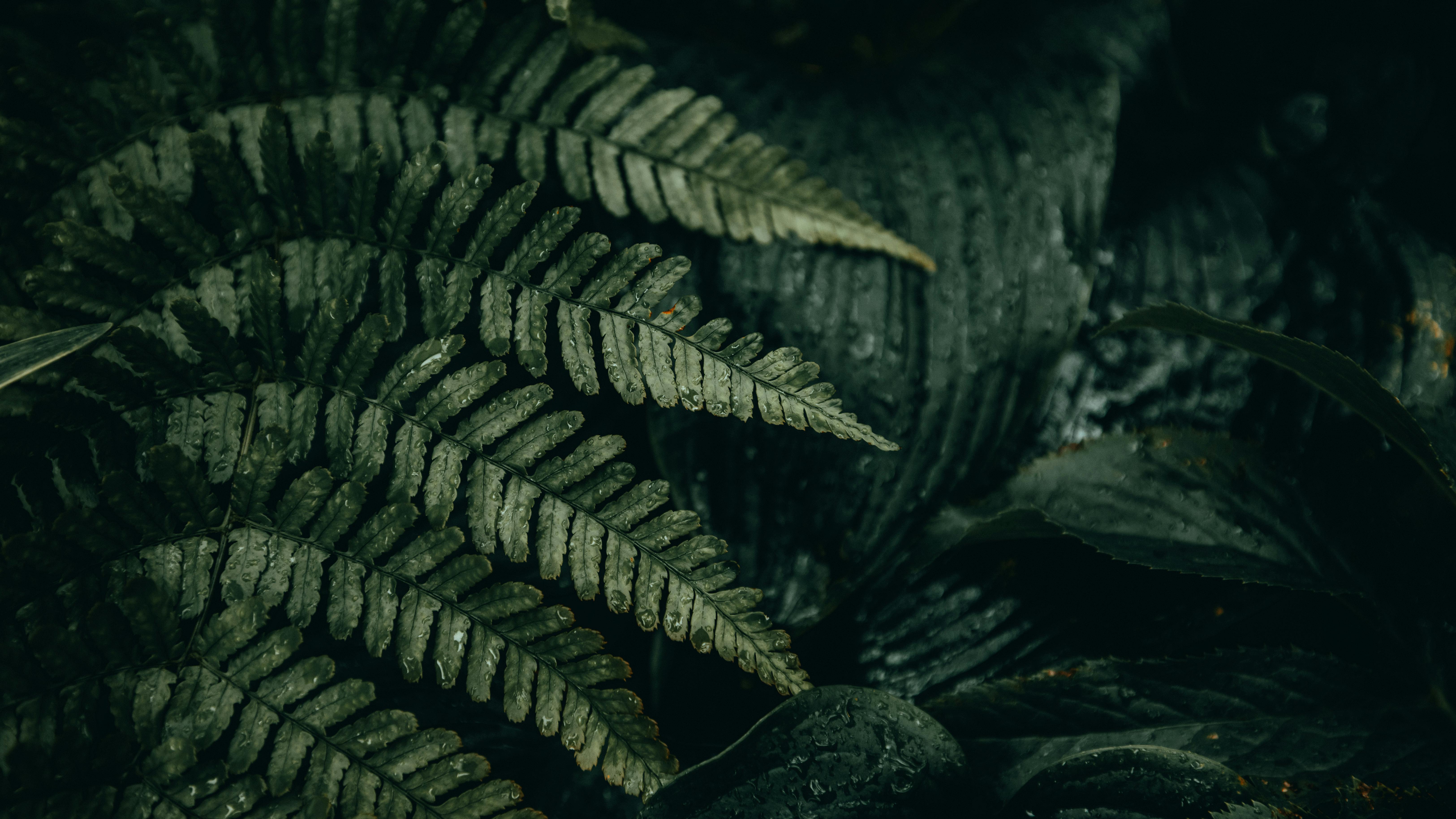 Photo of Two Fern Leaves · Free Stock Photo
