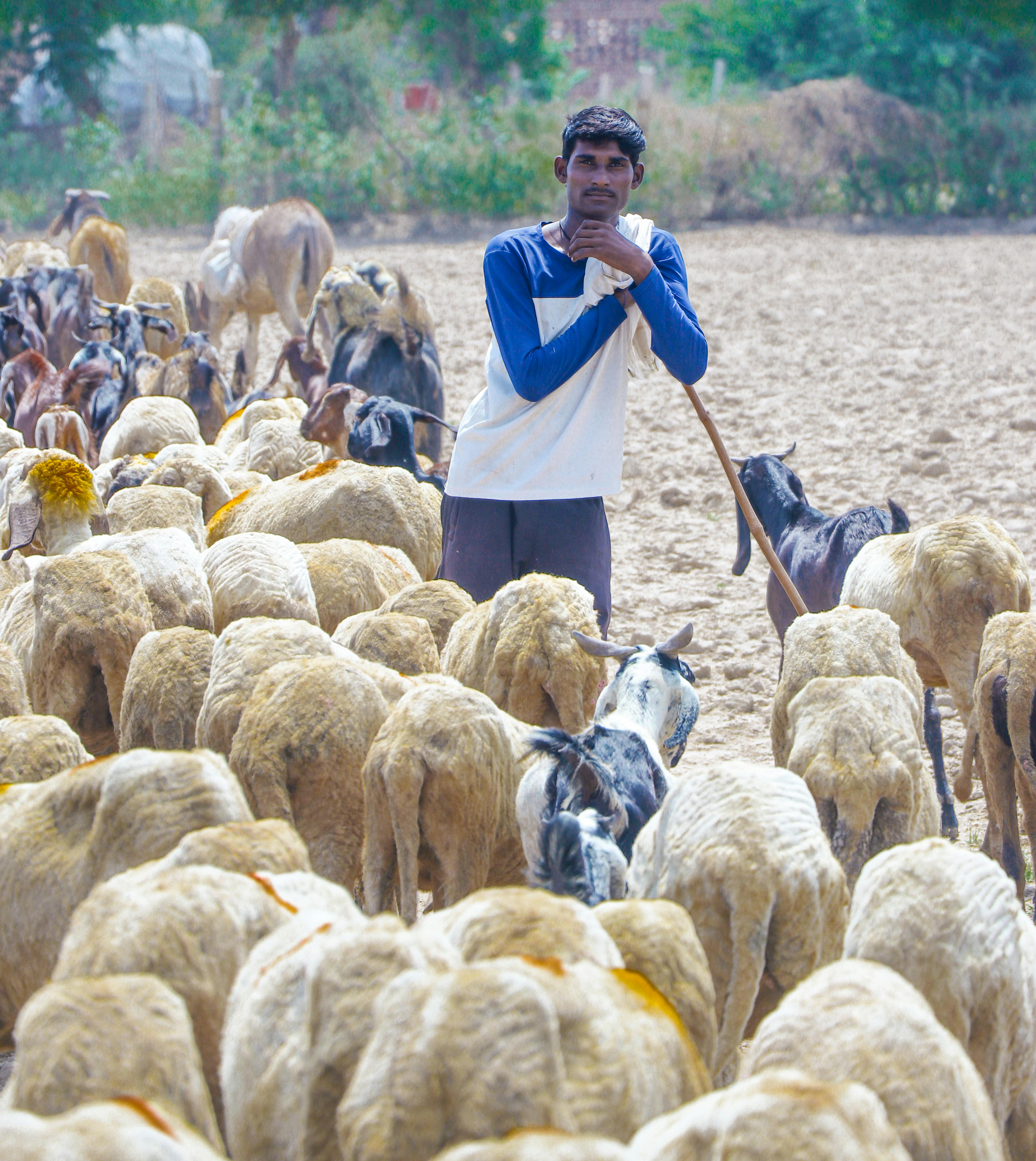 Shepherd with his Herd of Goats · Free Stock Photo