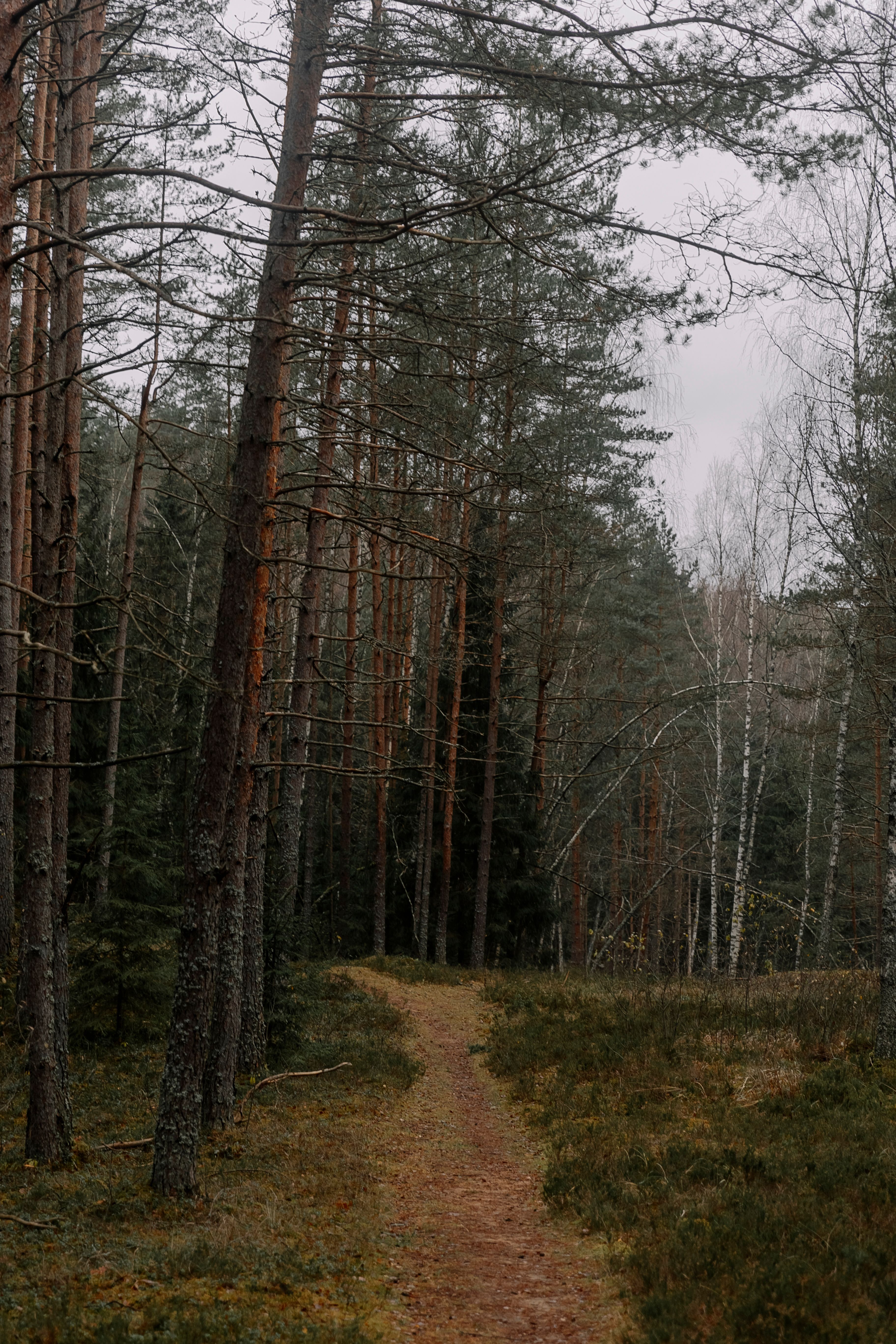 Grayscale of Forest Trees · Free Stock Photo