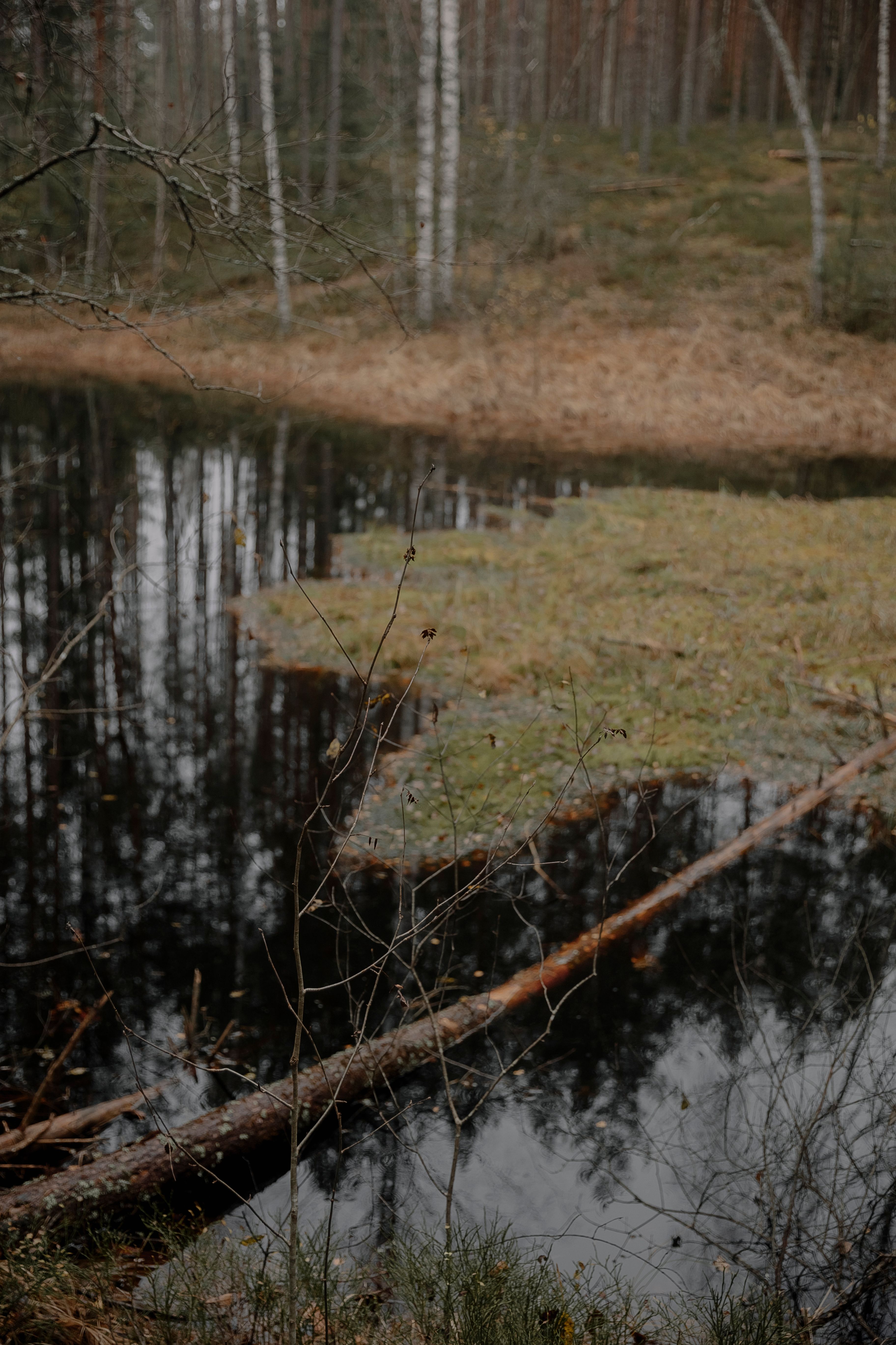 Tree Log in Pond · Free Stock Photo