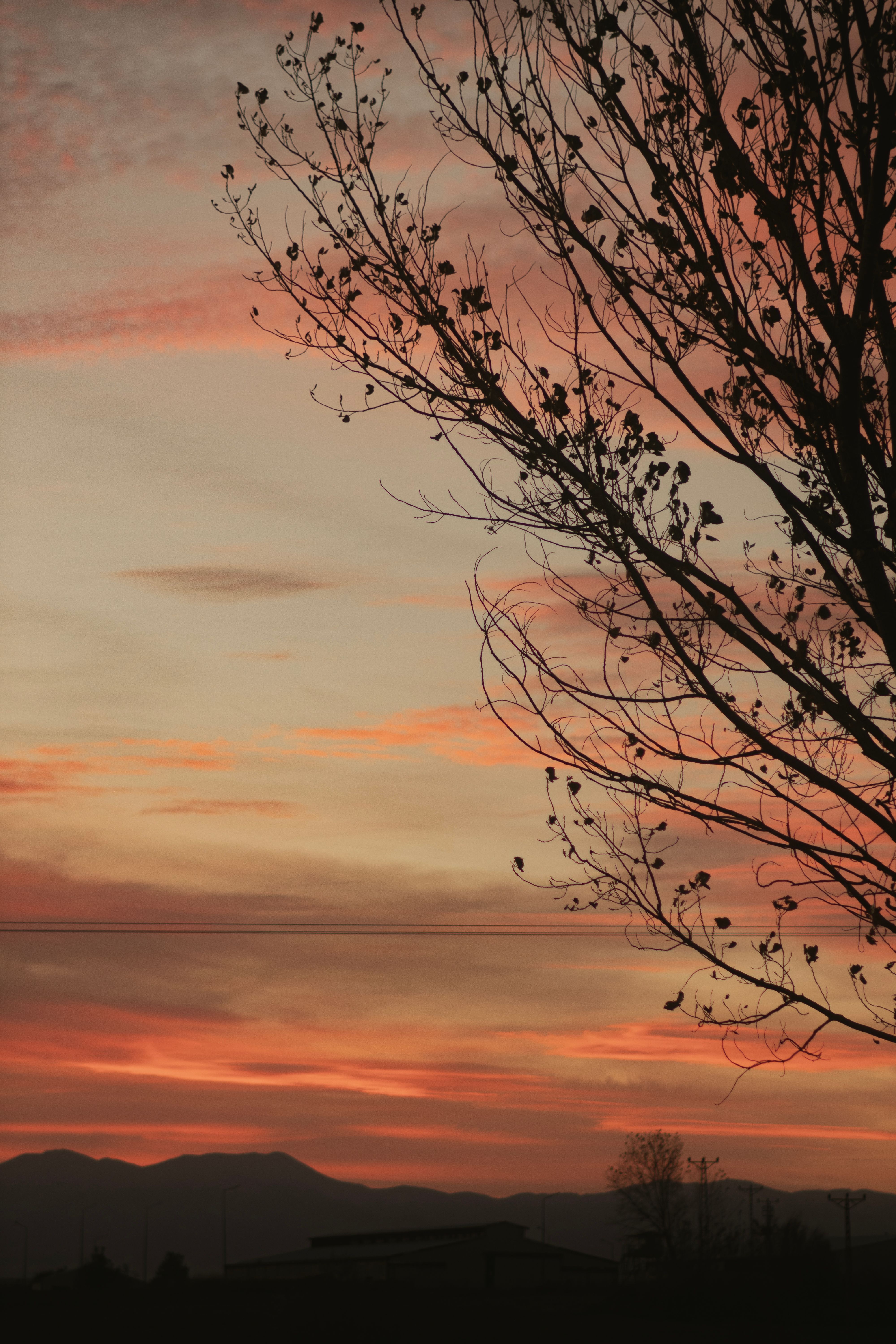 Tree Branches at Sunset · Free Stock Photo