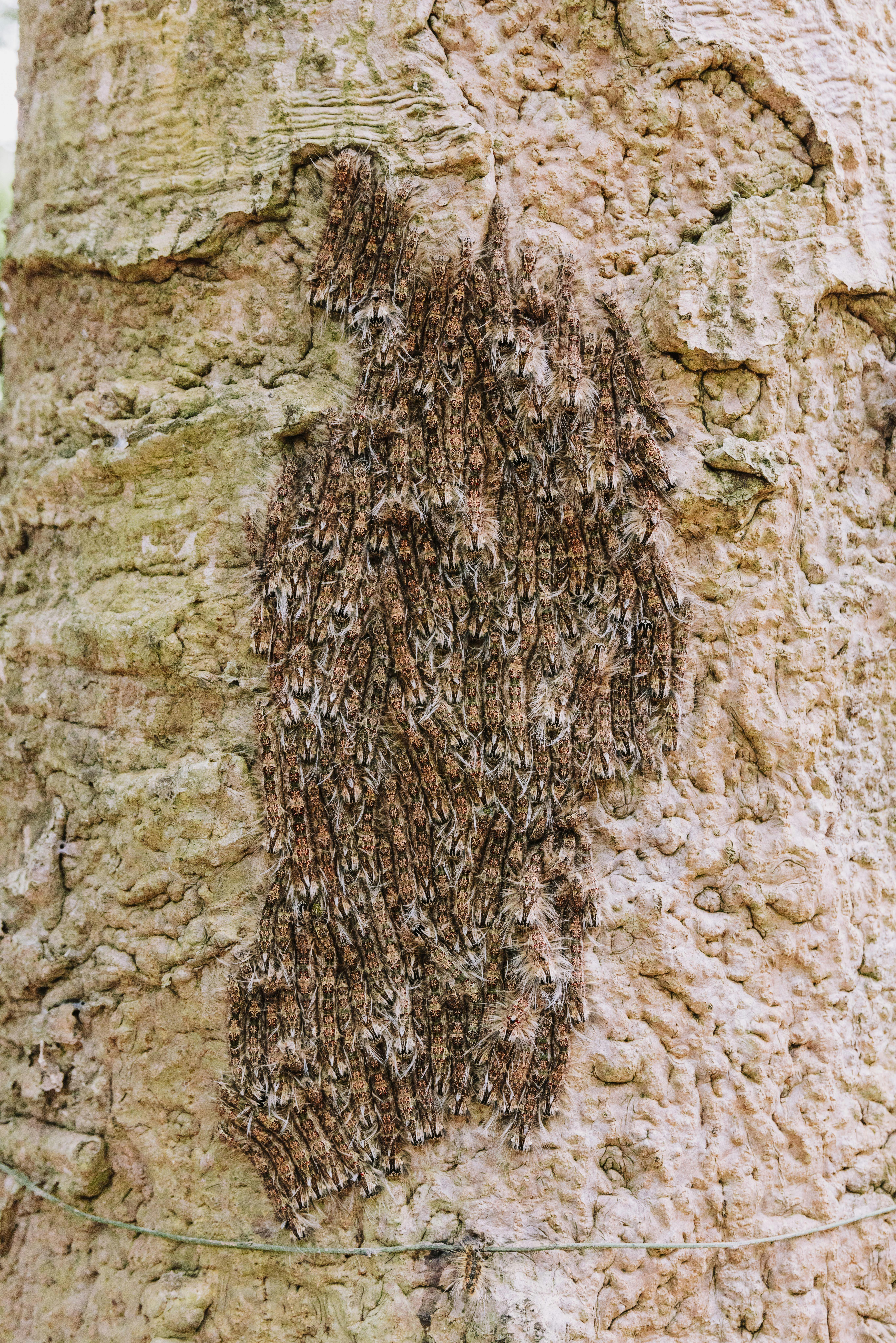 Insects Nest on a Tree · Free Stock Photo