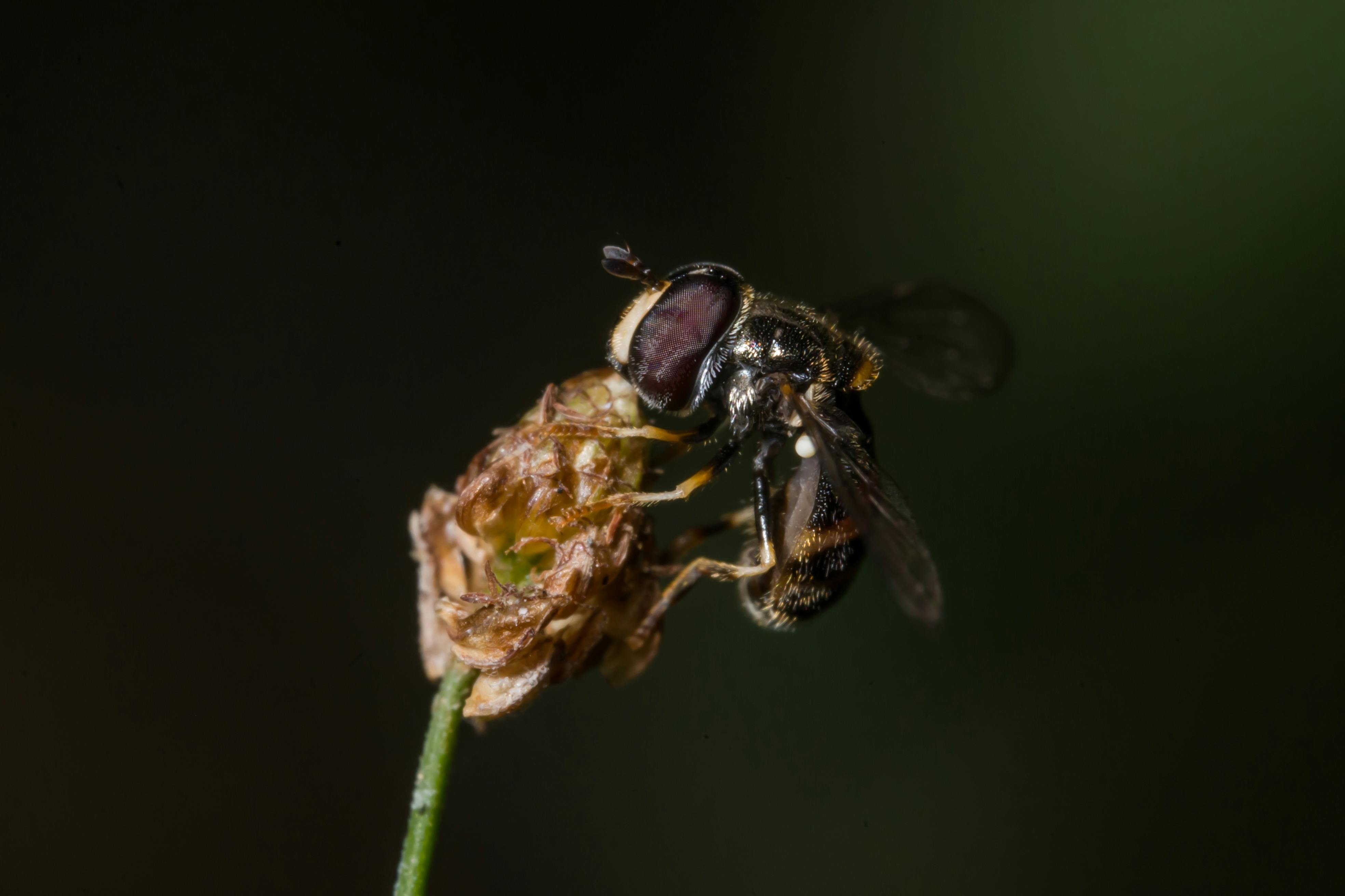 Bee Alcohol Photos, Download The BEST Free Bee Alcohol Stock Photos ...