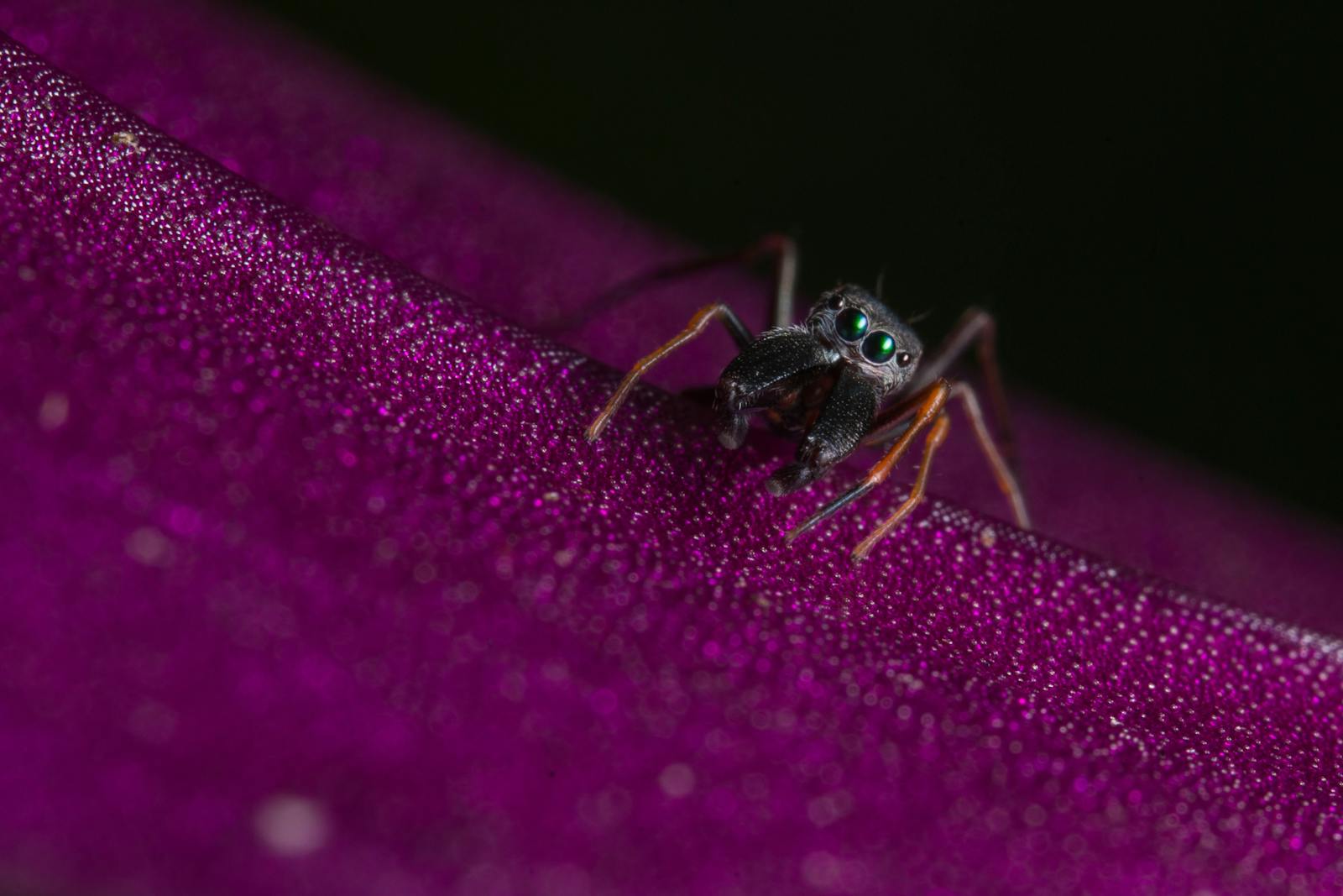 Spider God Photos, Download The BEST Free Spider God Stock Photos & HD ...