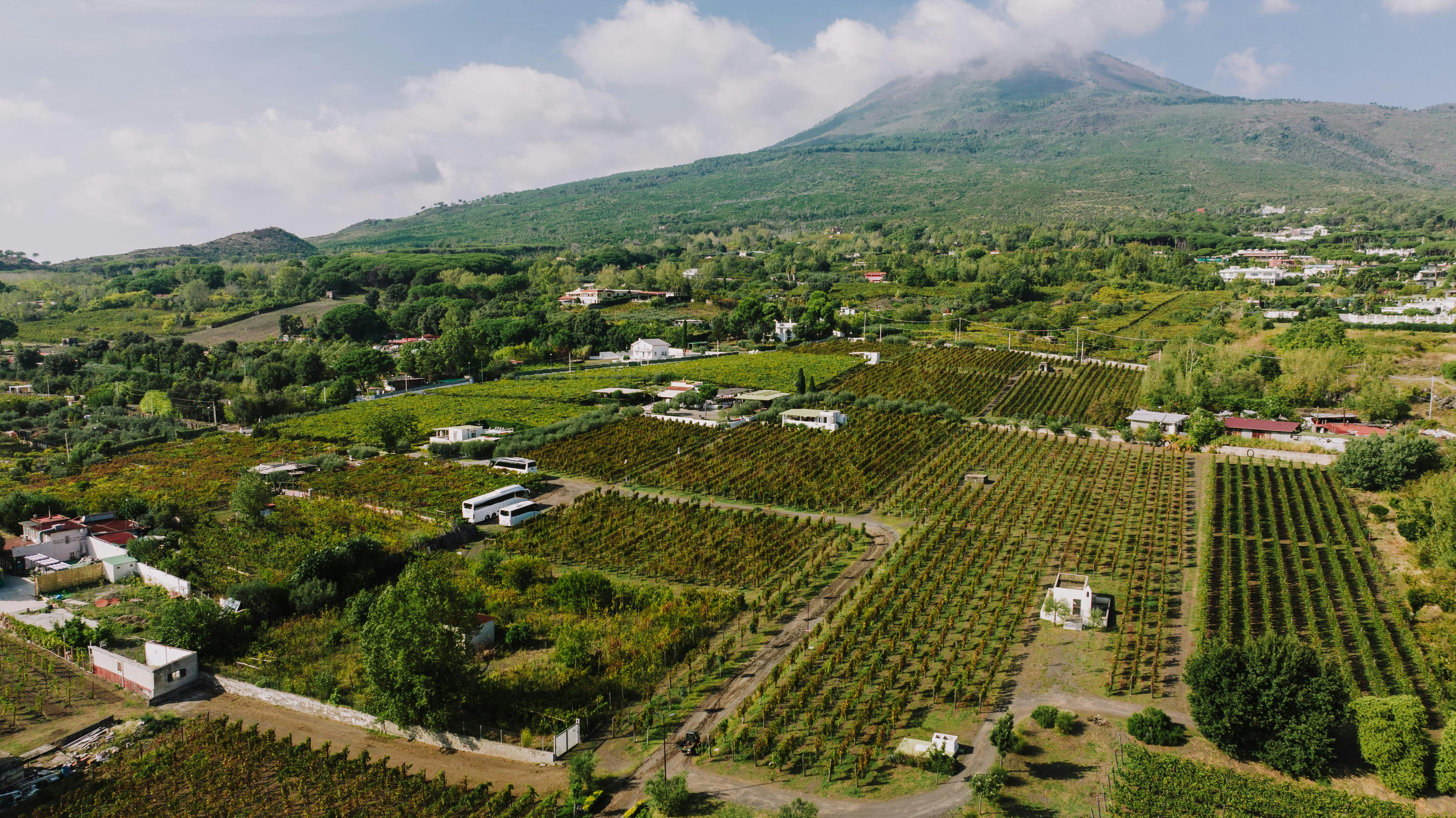 Vineyards on the Vesuvius Slopes · Free Stock Photo