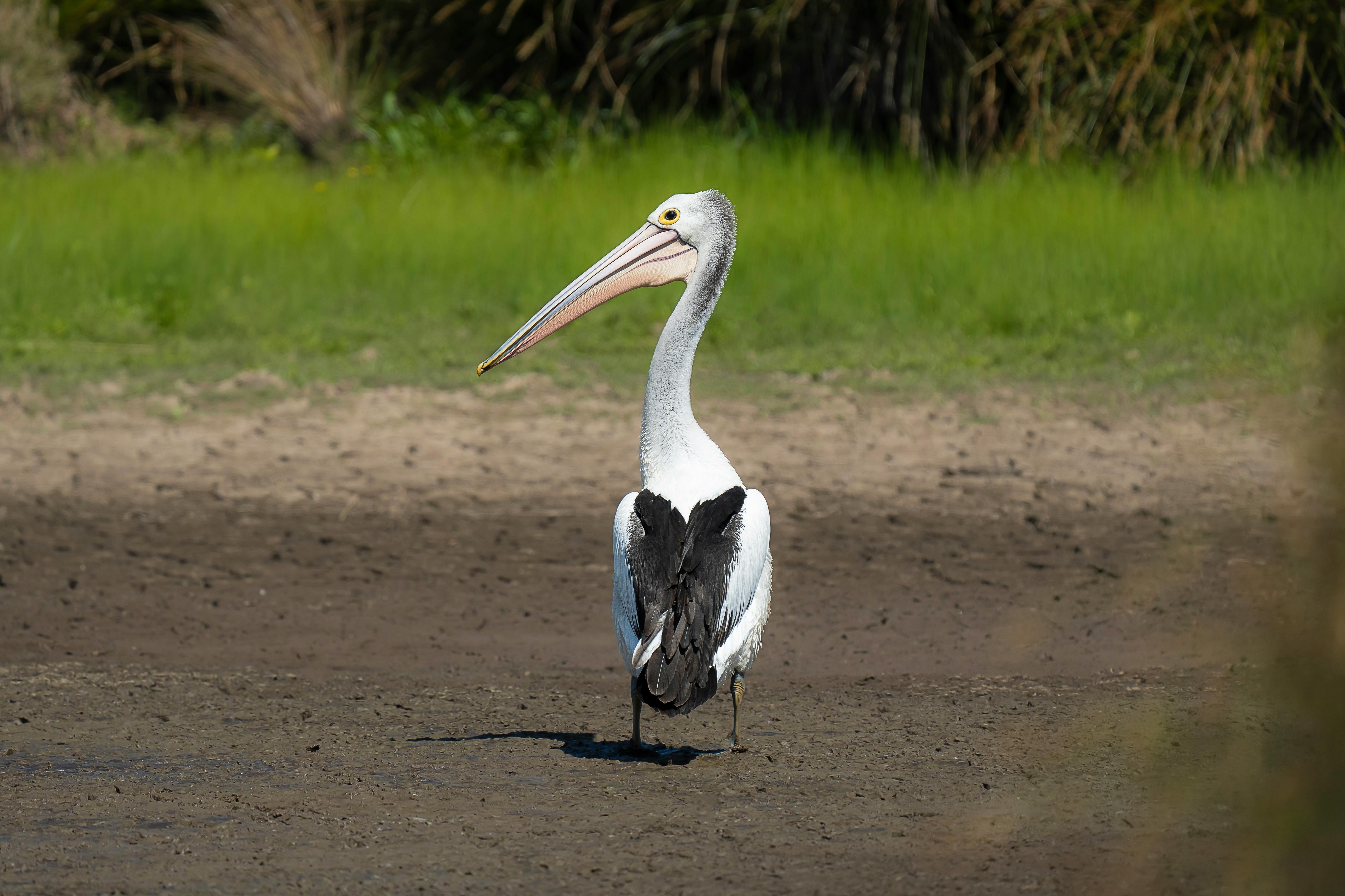 Back Ground Wallpaper Paper Photos, Download The BEST Free Back Ground ...