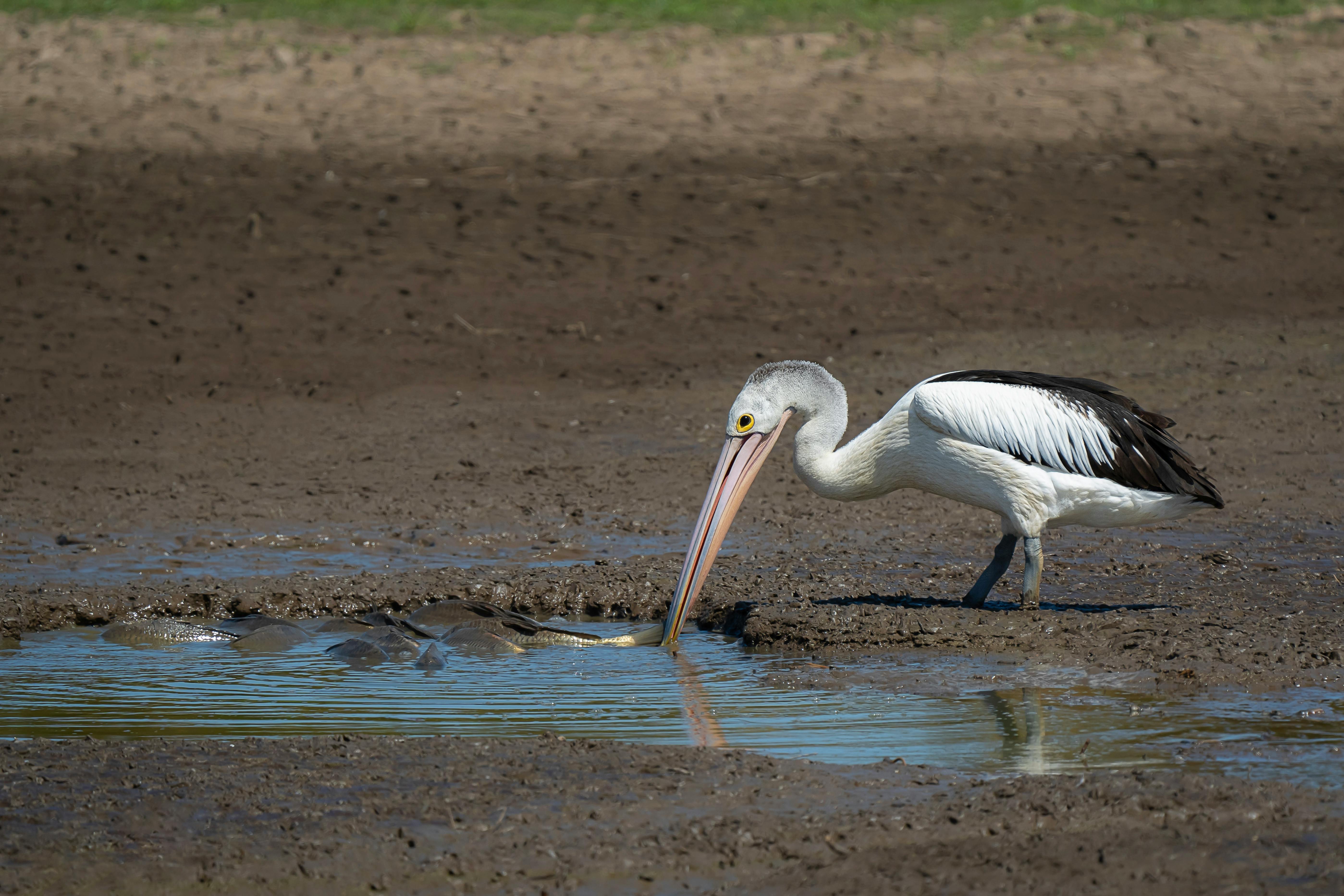 Australian Pelican Hunting Snake in Puddle · Free Stock Photo