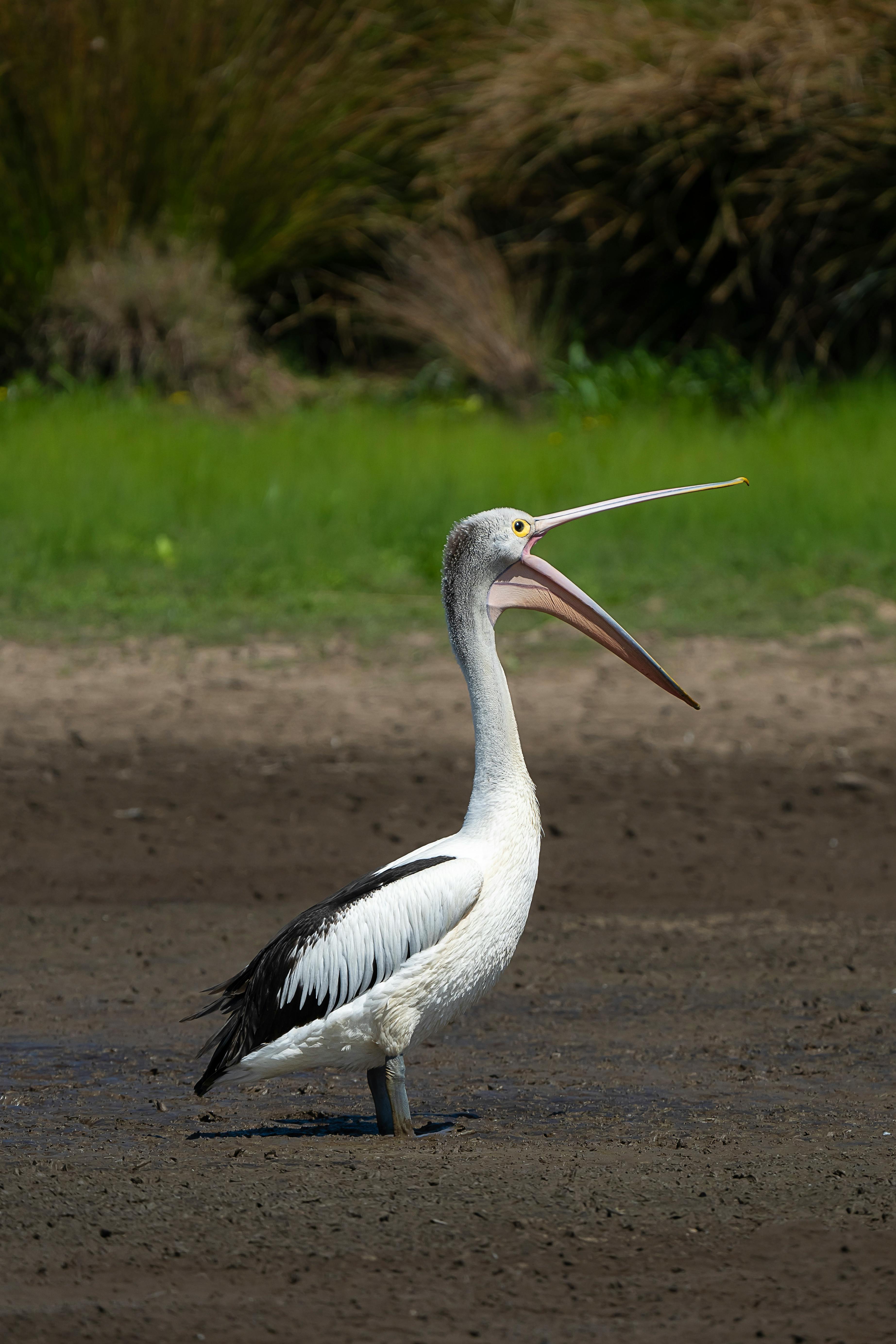 Australian Muddy Footy Feild Photos, Download The BEST Free Australian ...