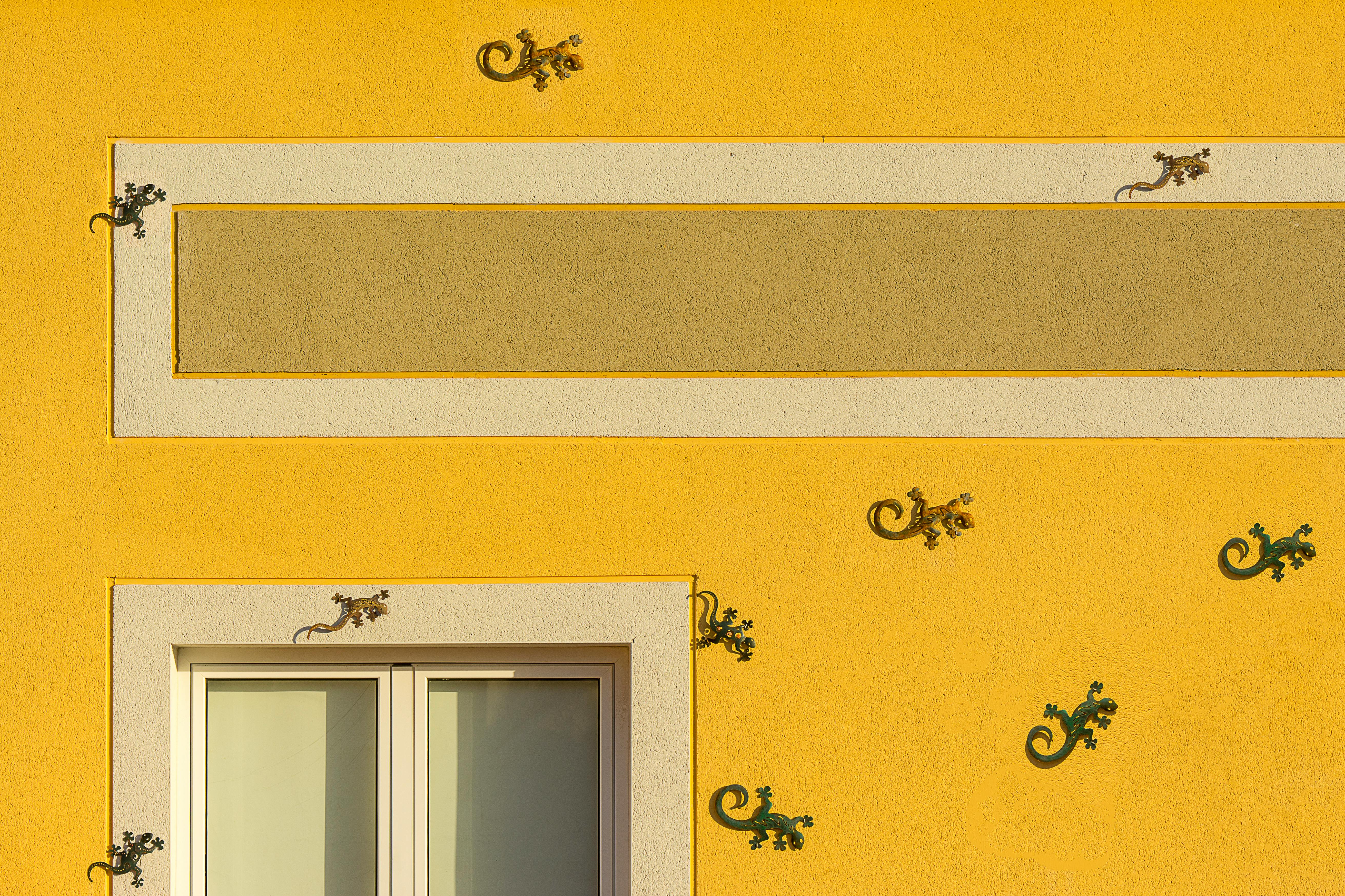 Window Lizard Photos, Download The BEST Free Window Lizard Stock Photos ...