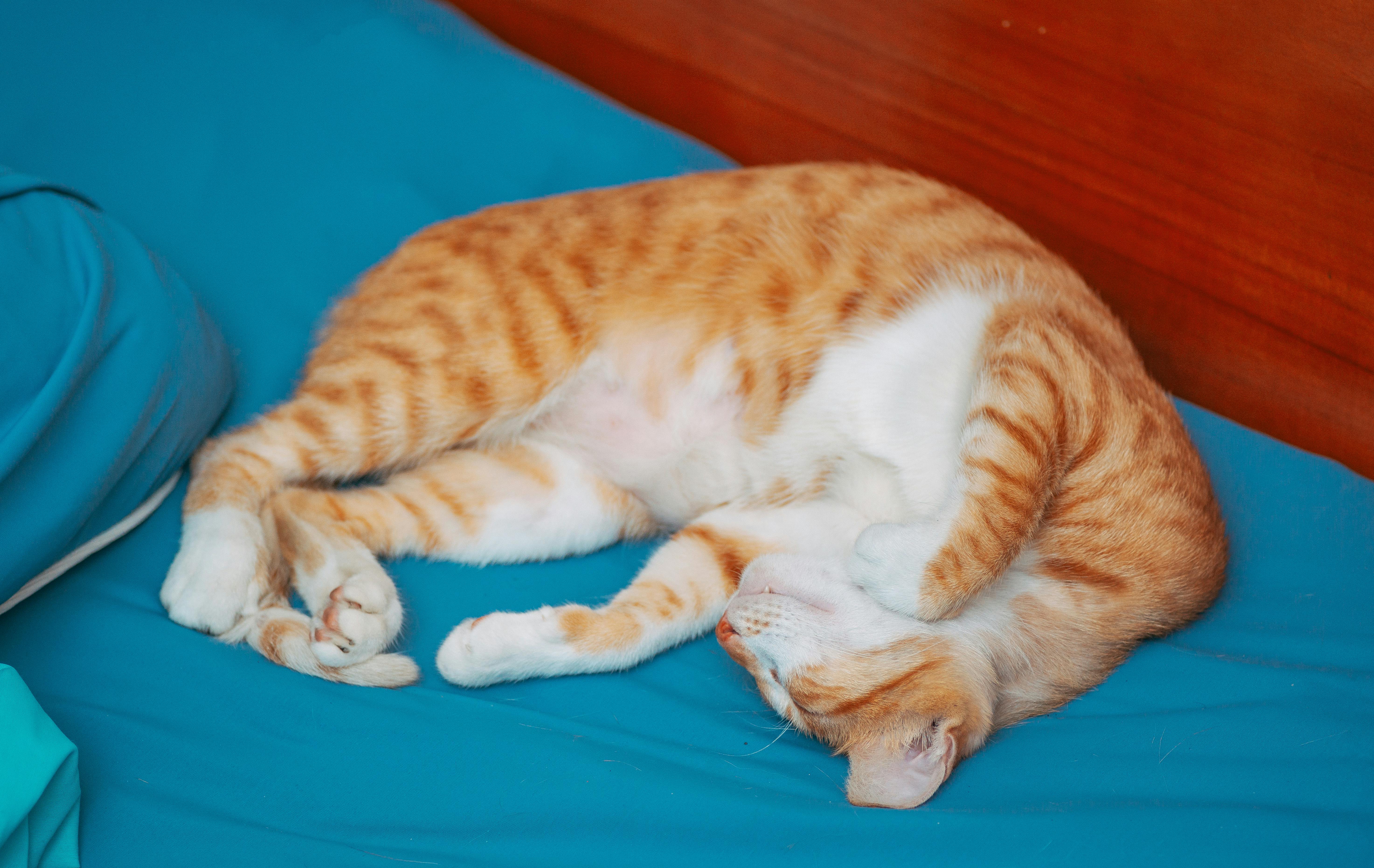 Kitten Map Photos, Download The BEST Free Kitten Map Stock Photos & HD ...