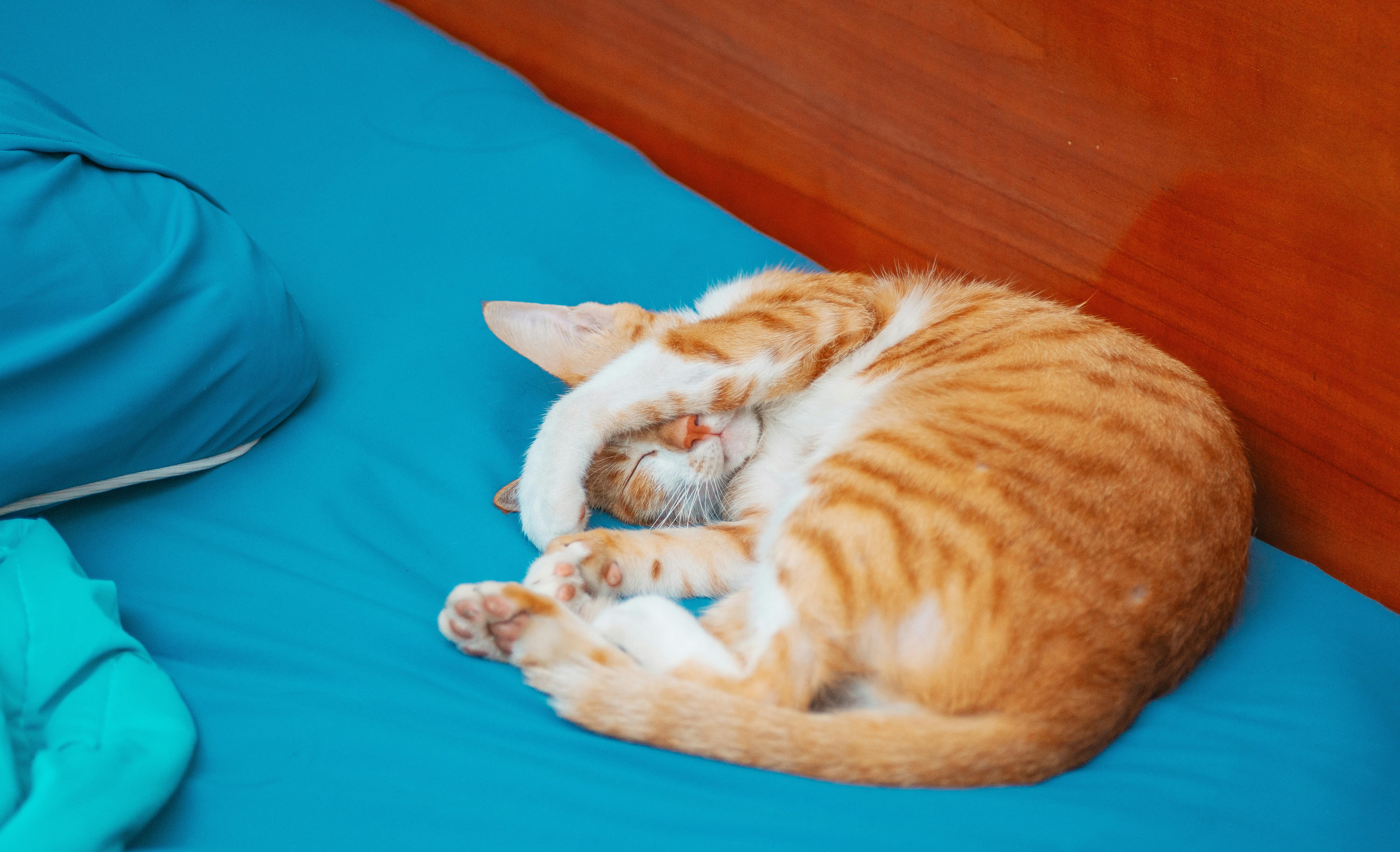 Red Cat Sleeping in Blue Bedding · Free Stock Photo