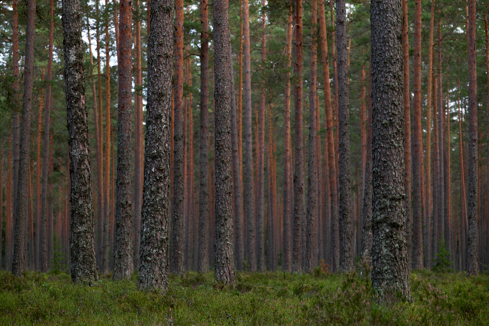 79.377+ Fotos y Imágenes de Bosque de pinos Gratis · Banco de Fotos Gratis