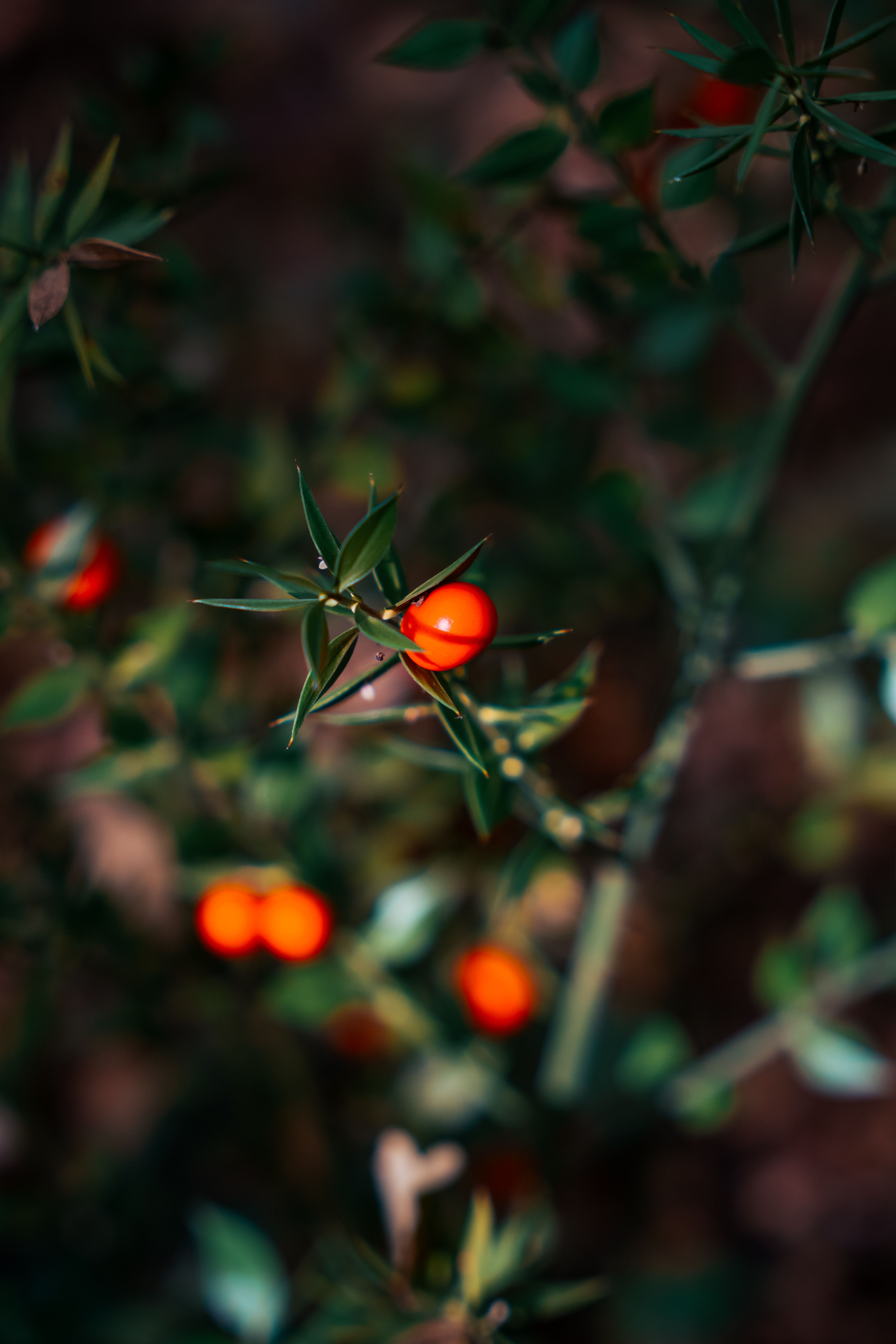 Yellow Round Cluster Fruit Close Up Photography · Free Stock Photo