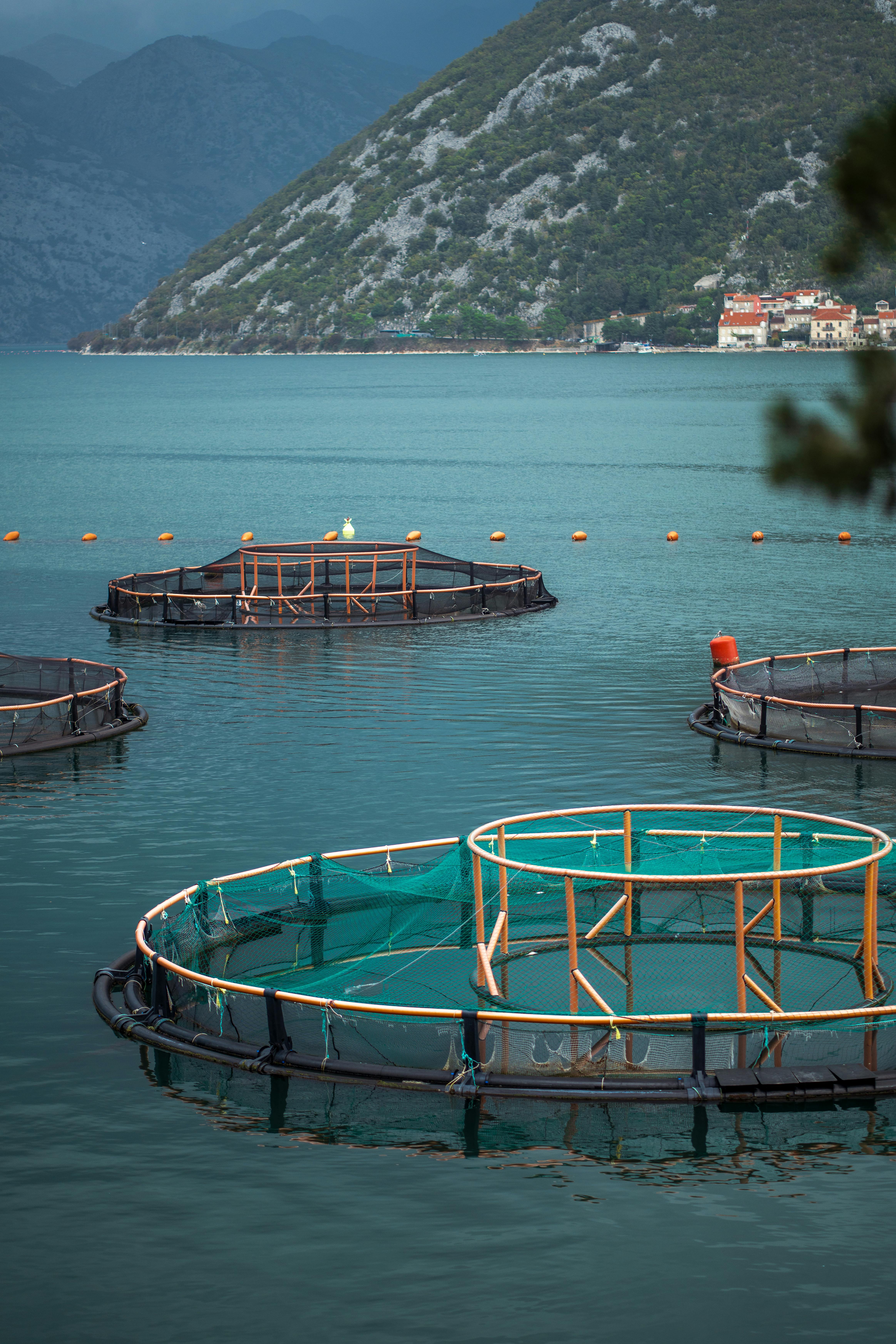 Fish Farm on Lake · Free Stock Photo