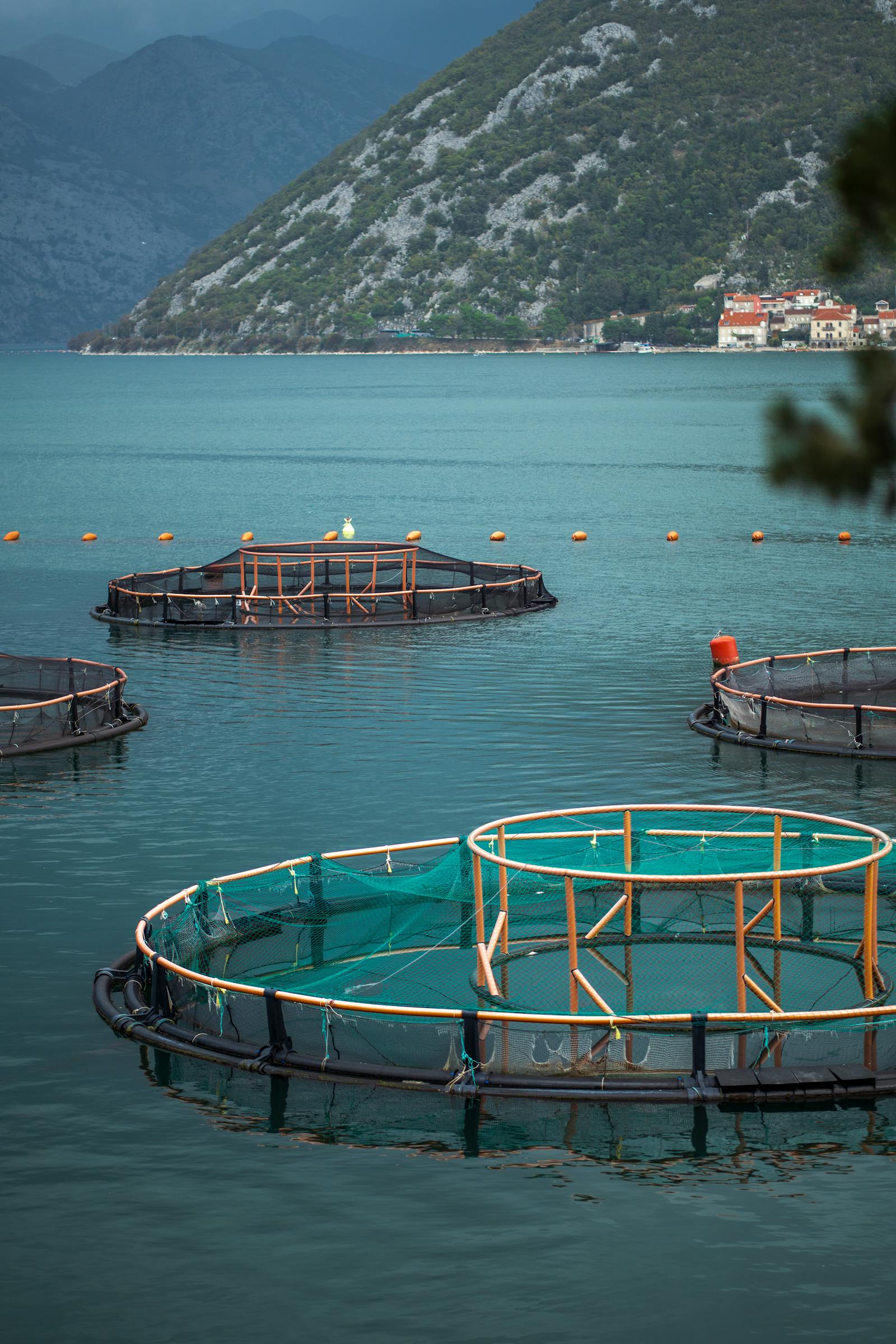Fish Farm Photos, Download The BEST Free Fish Farm Stock Photos & HD Images