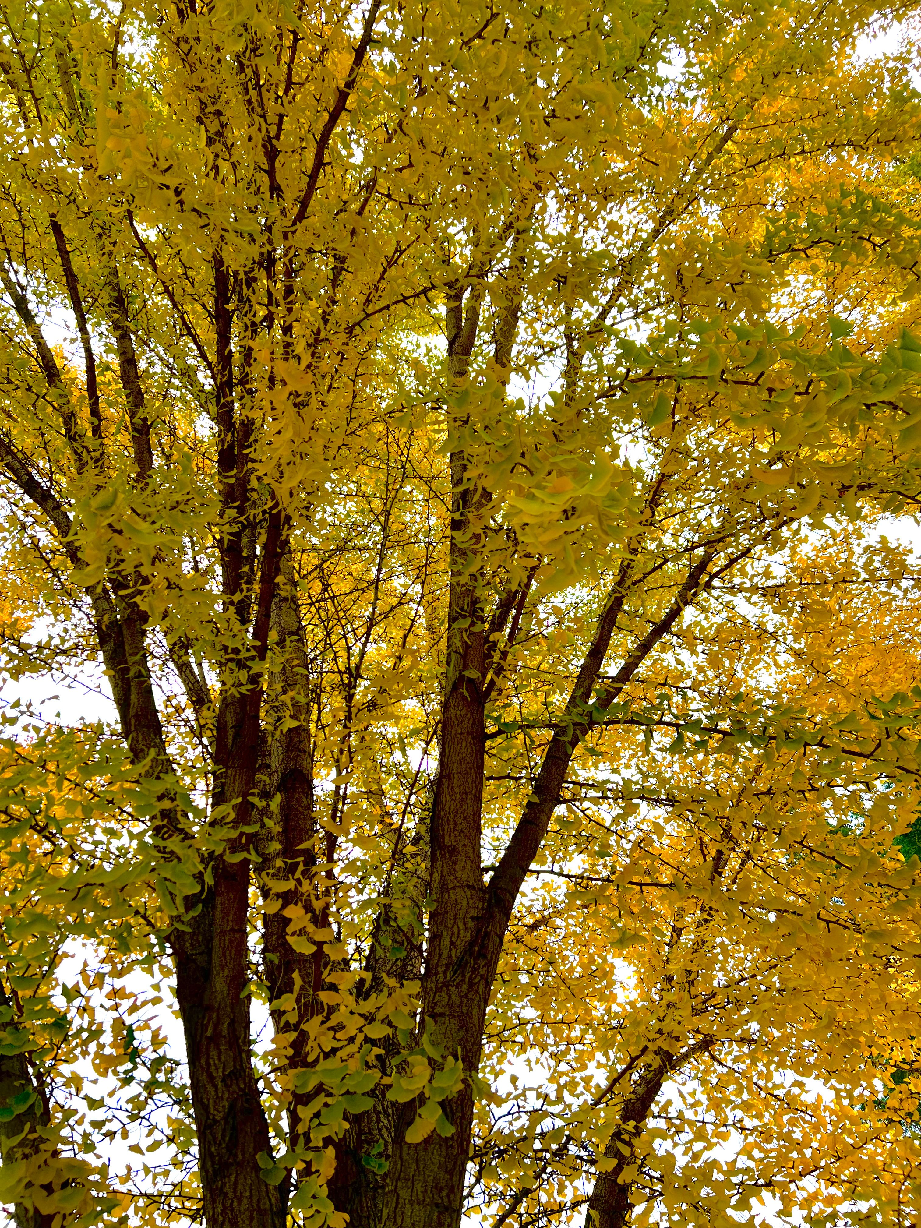Golden Leaves on a Tree · Free Stock Photo