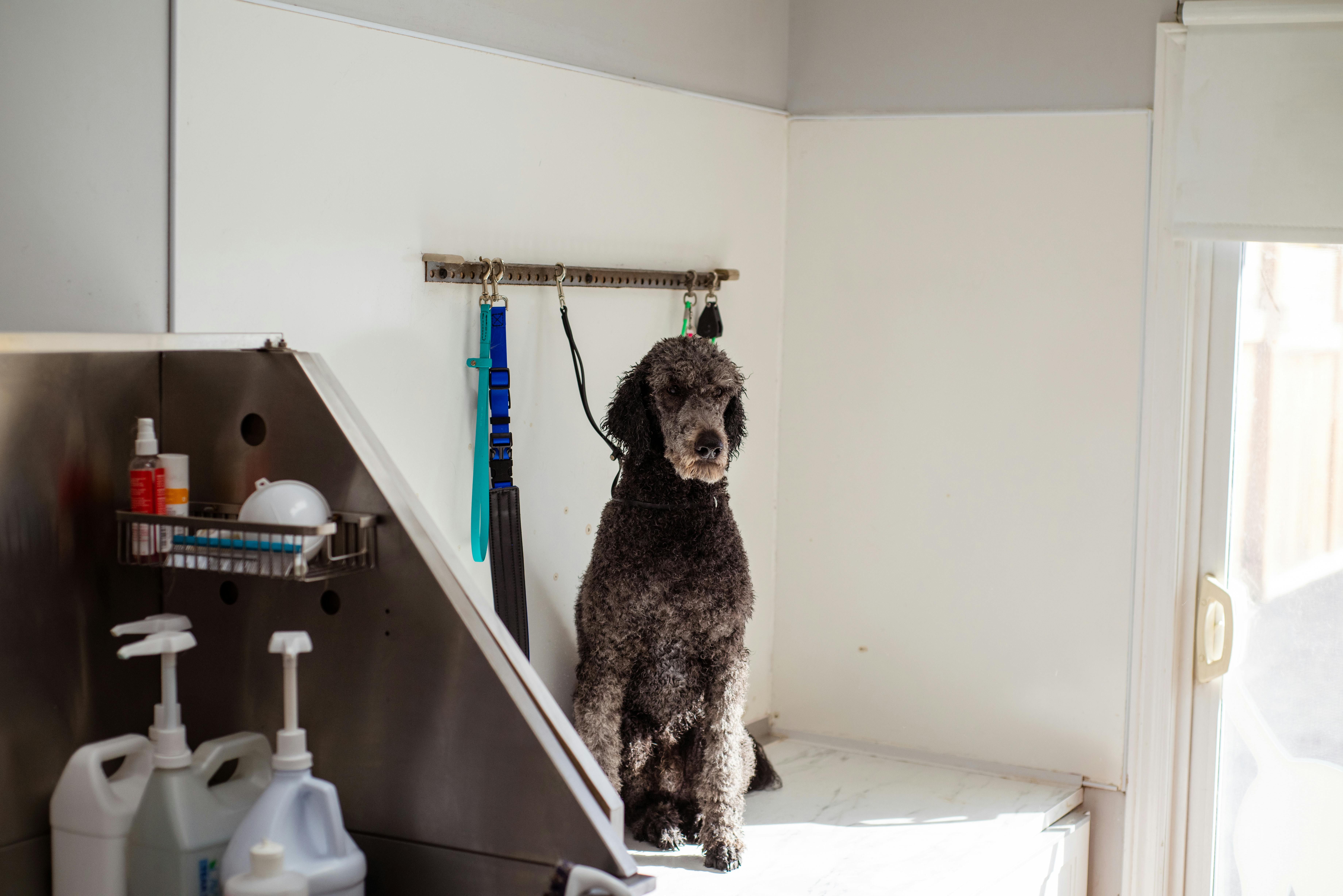 A Dog in a Pet Salon · Free Stock Photo