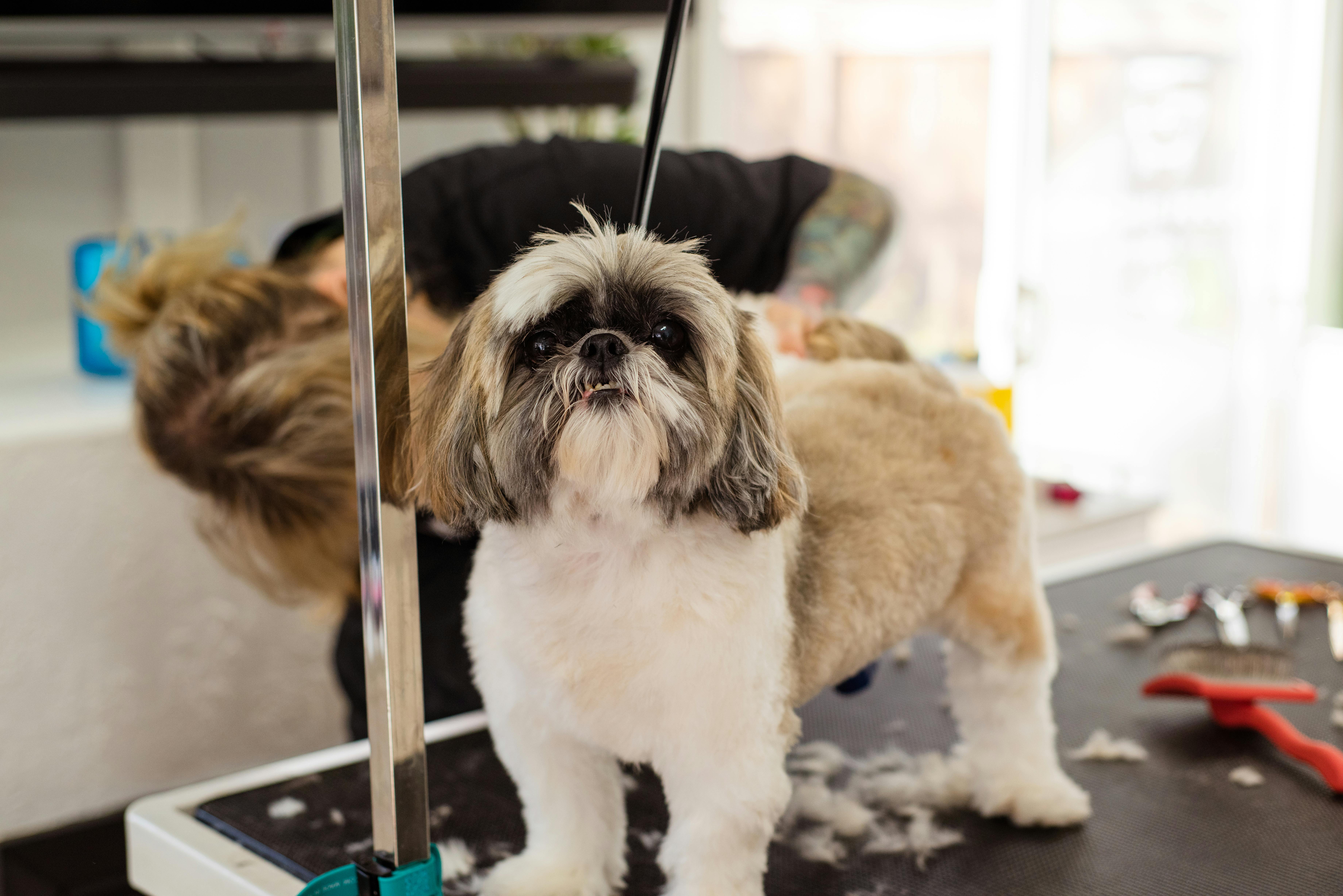 Dog Getting Professional Haircut · Free Stock Photo