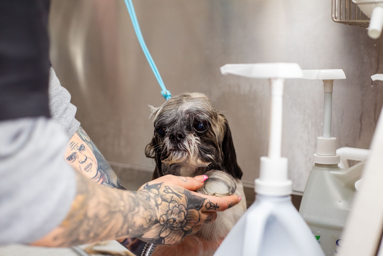 Staff Dog Photos, Download The BEST Free Staff Dog Stock Photos & HD Images