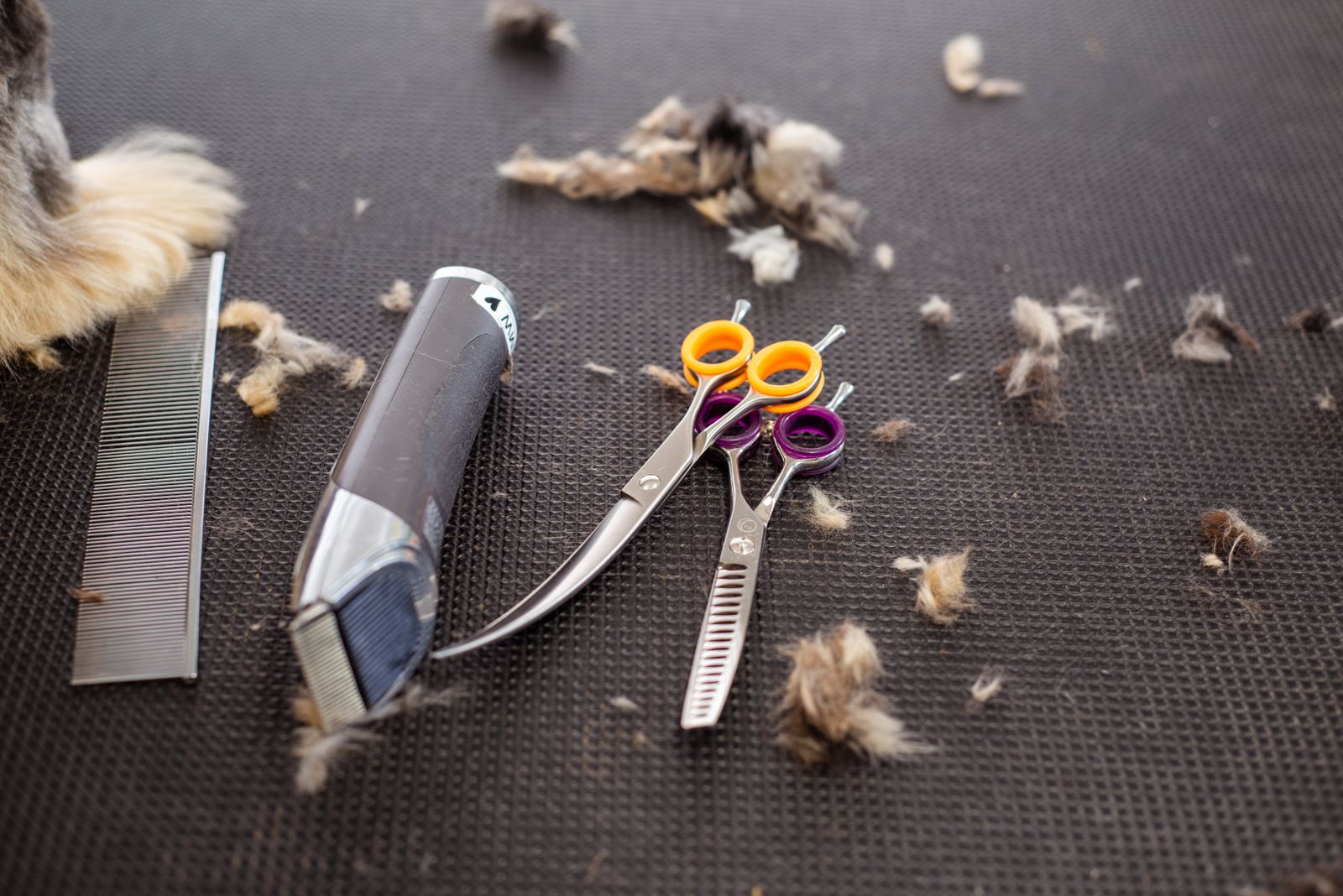 Grooming Photos, Download The BEST Free Grooming Stock Photos & HD Images