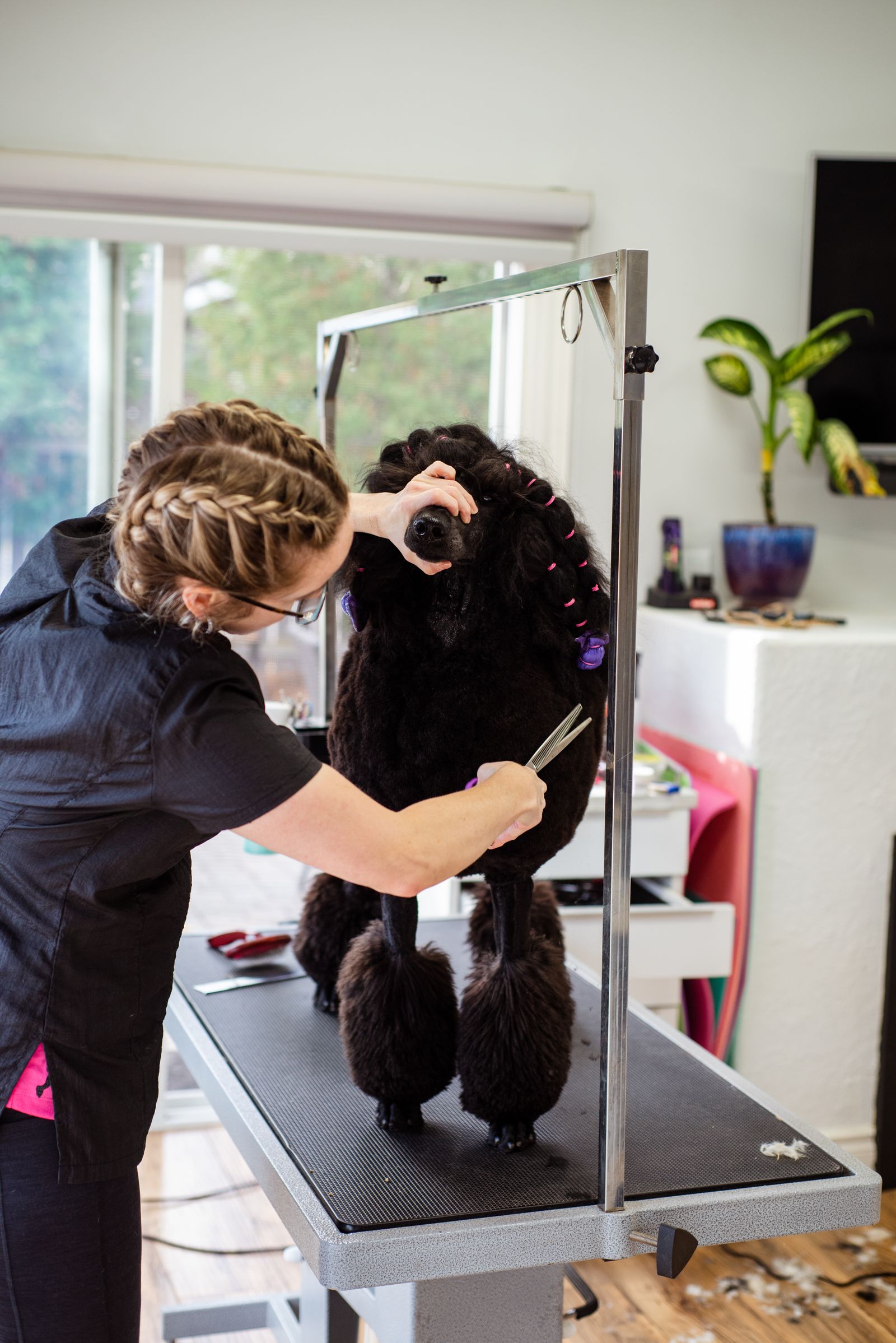 Dog Grooming Photos, Download The BEST Free Dog Grooming Stock Photos ...