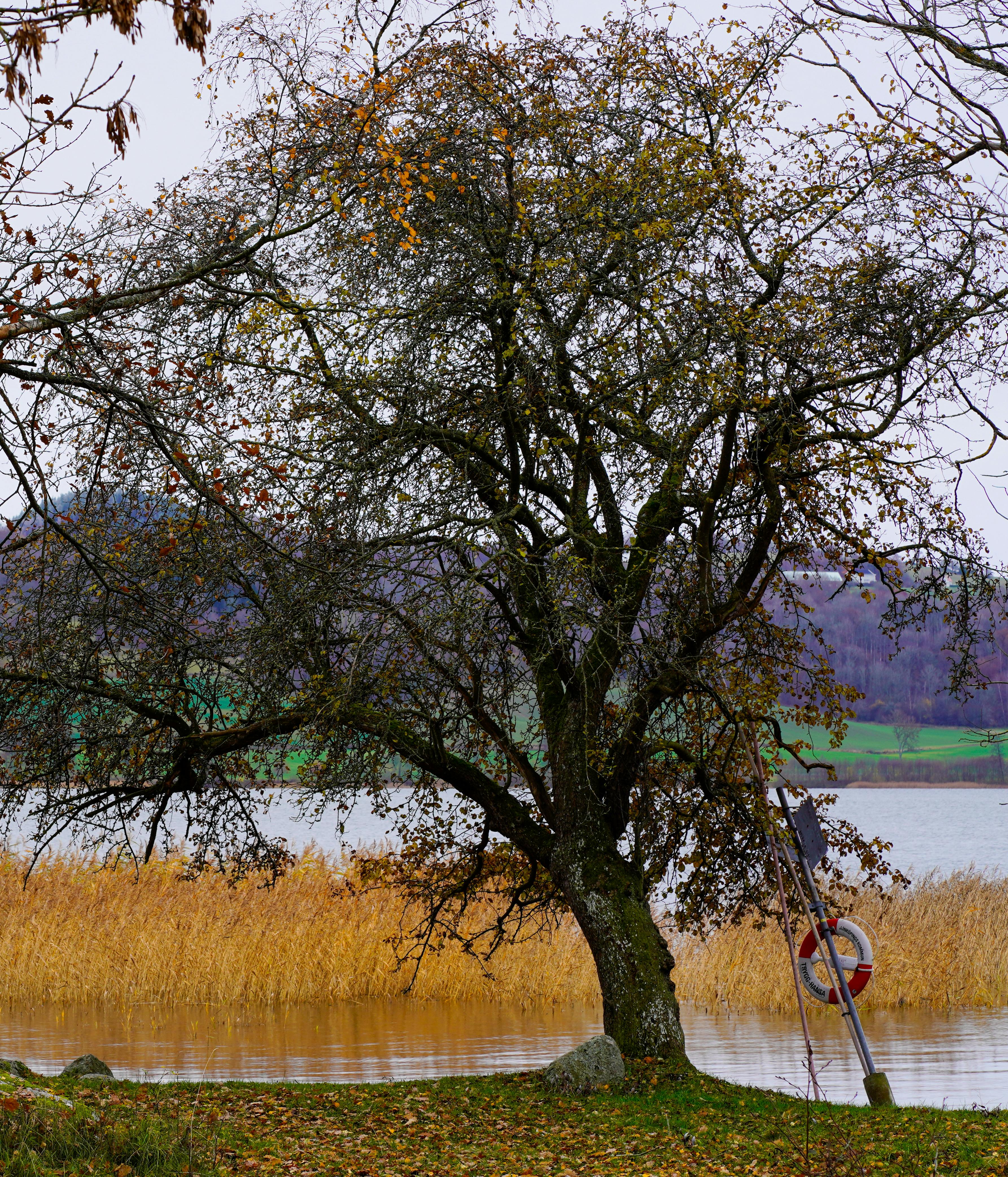 Tree by River in Autumn · Free Stock Photo