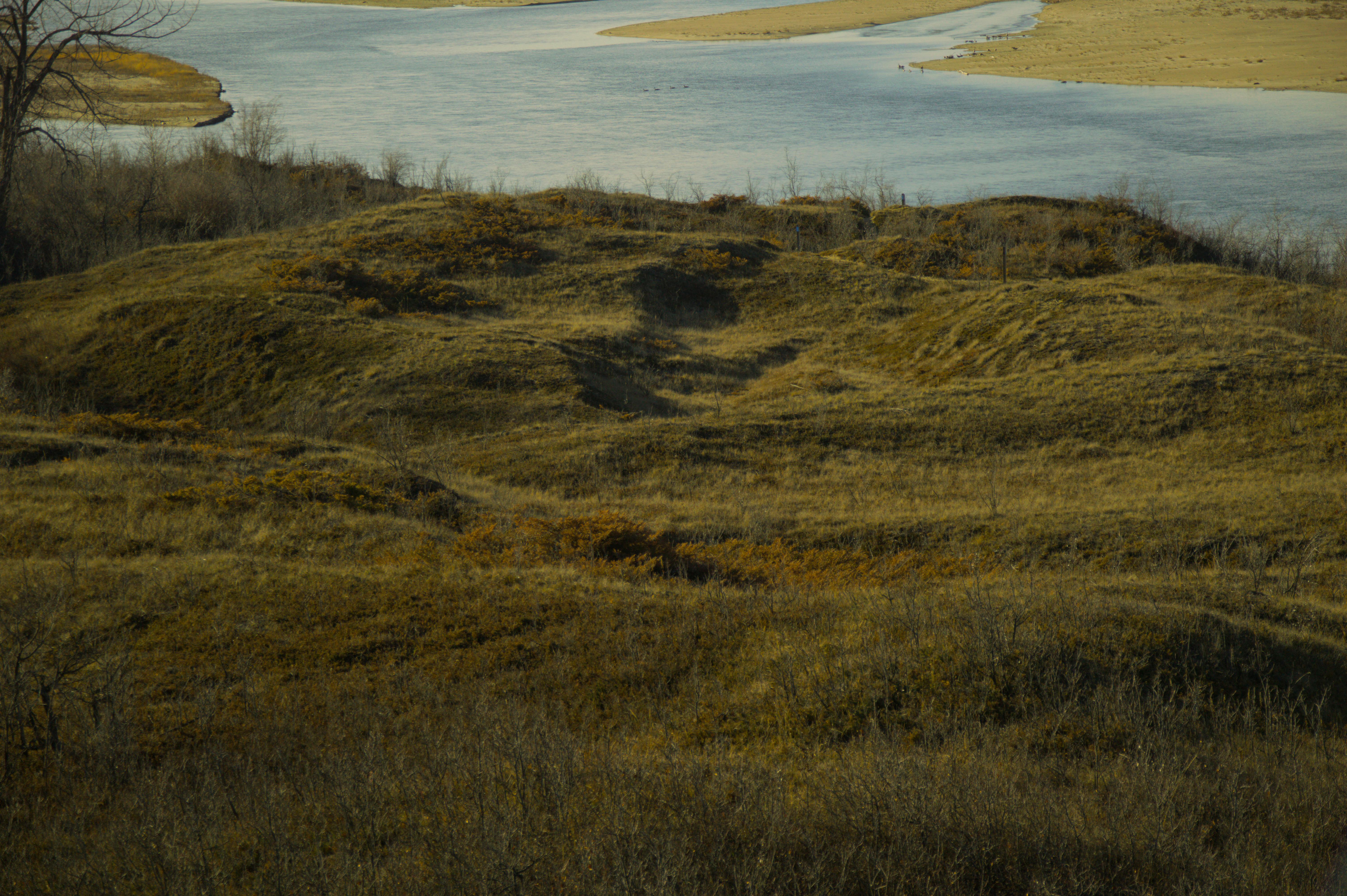 Grass Growing on Riverbank · Free Stock Photo