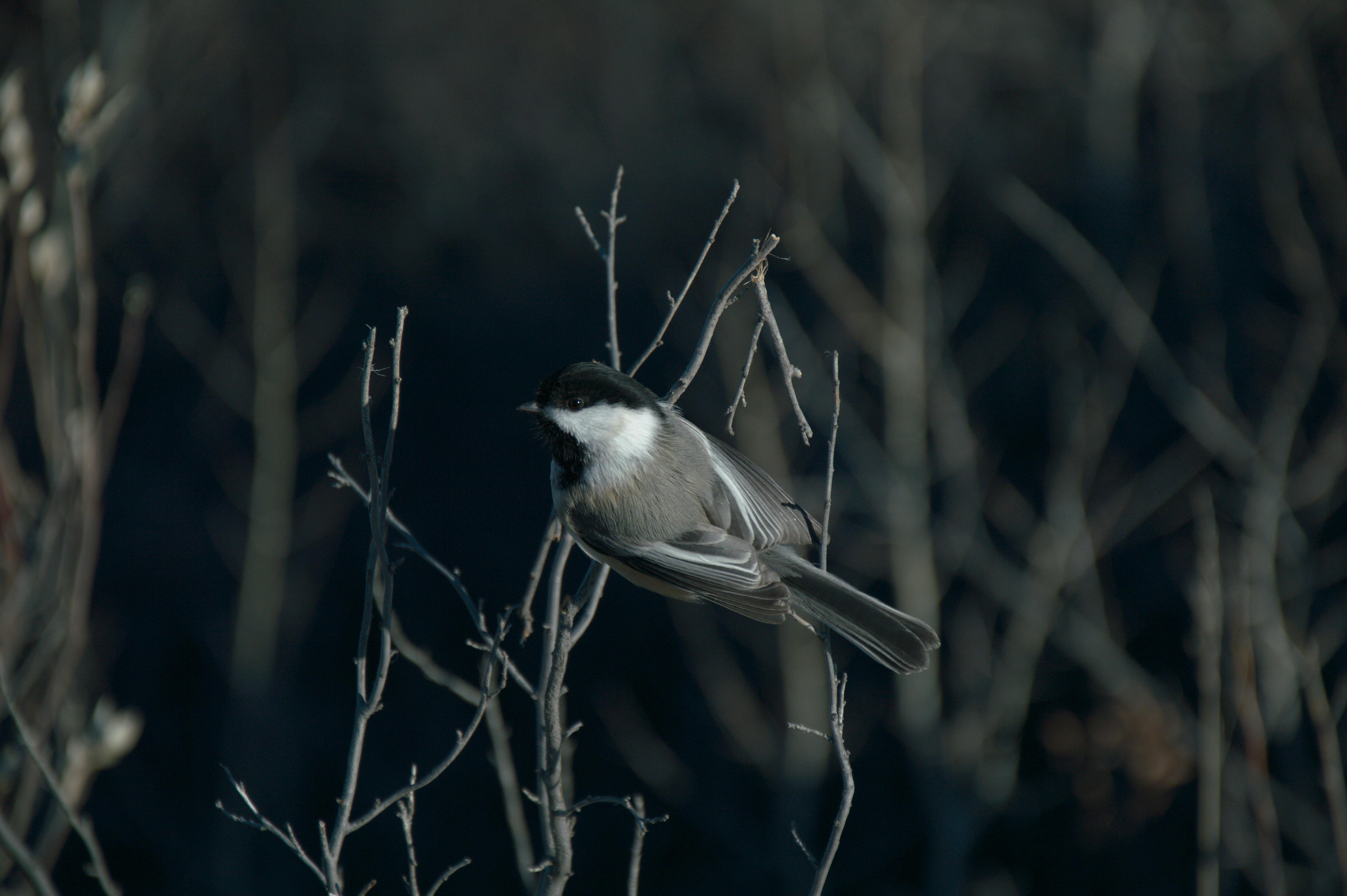 Small Chickadee Bird · Free Stock Photo