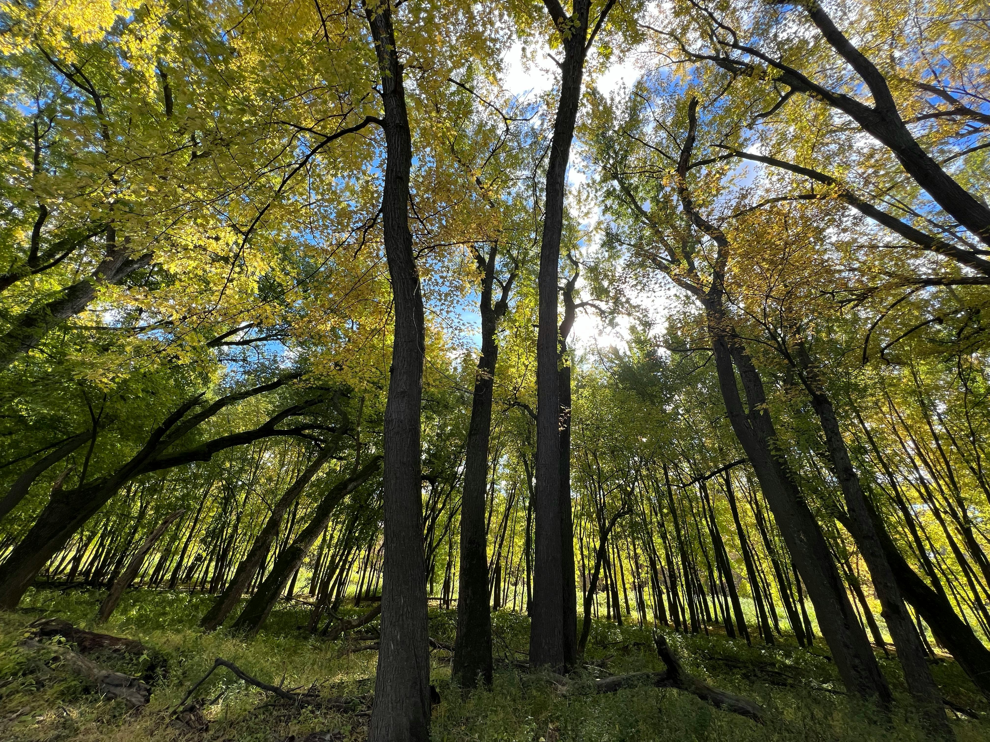A forest with many trees and leaves · Free Stock Photo