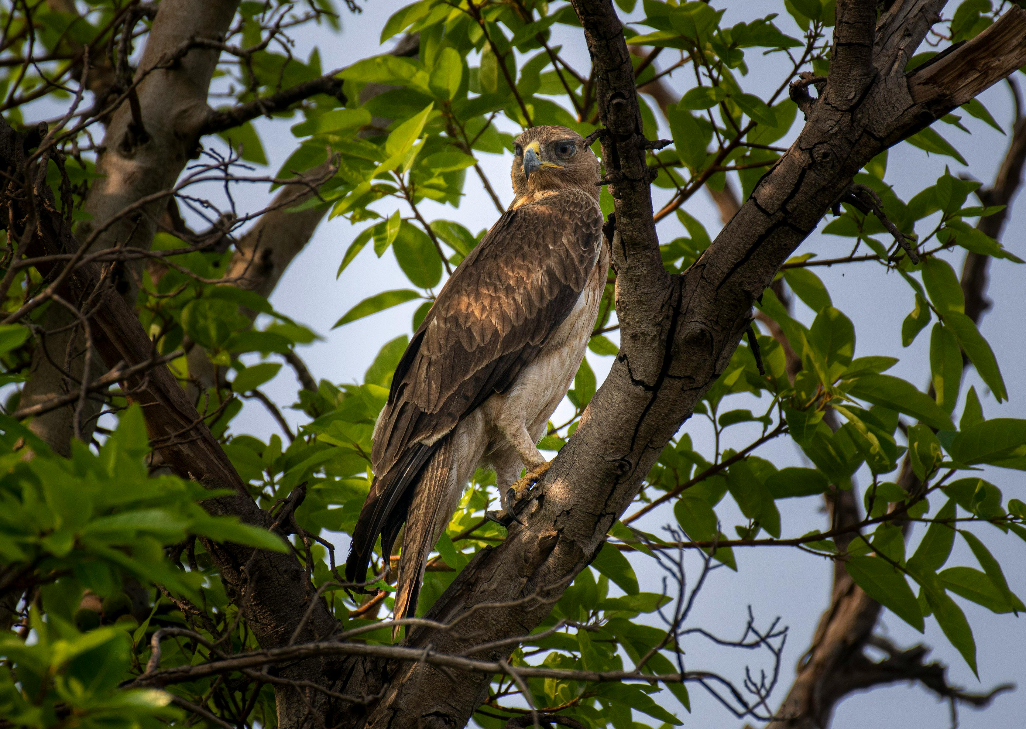 Australian Eagle Photos, Download The BEST Free Australian Eagle Stock ...