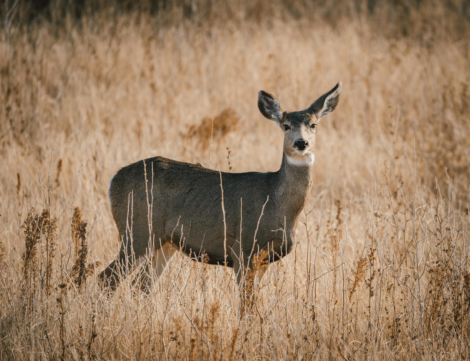 Mule Deer Photos, Download The BEST Free Mule Deer Stock Photos & HD Images