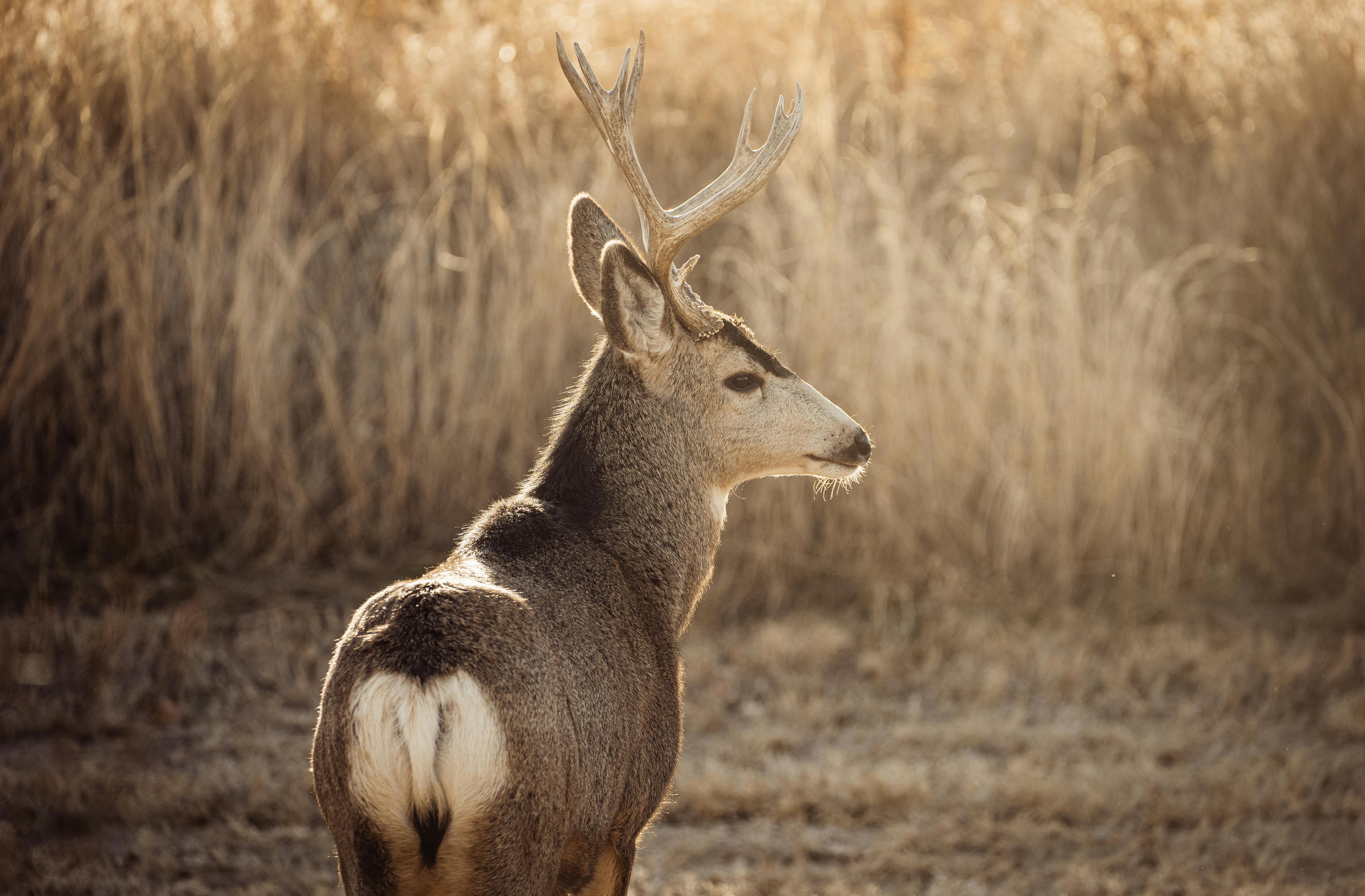 Back View of Buck · Free Stock Photo