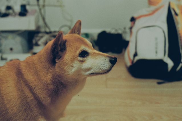 Dogs: What Does a Tail Pointing Straight Out Really Mean?