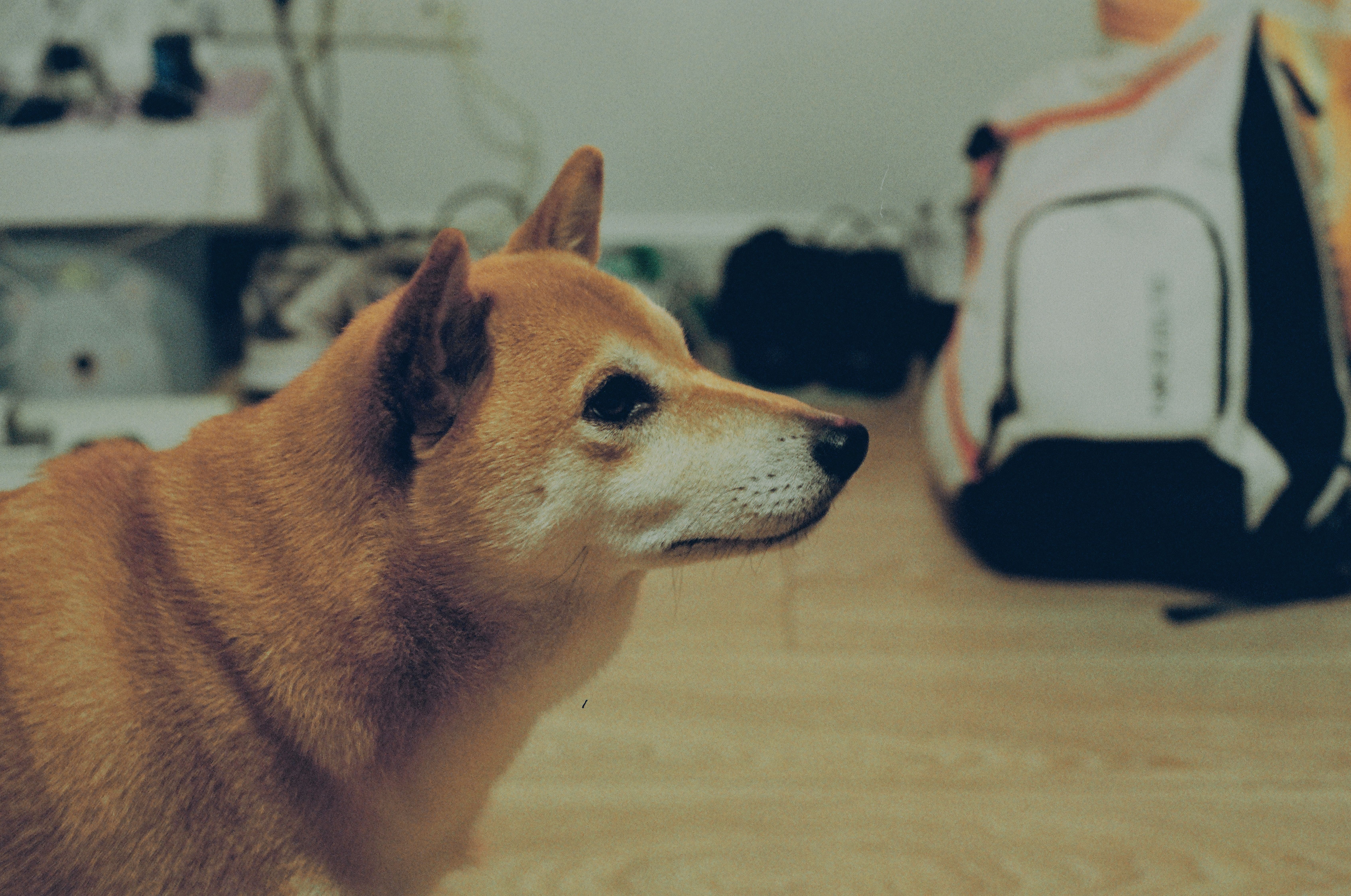 Pet · Free Stock Photo